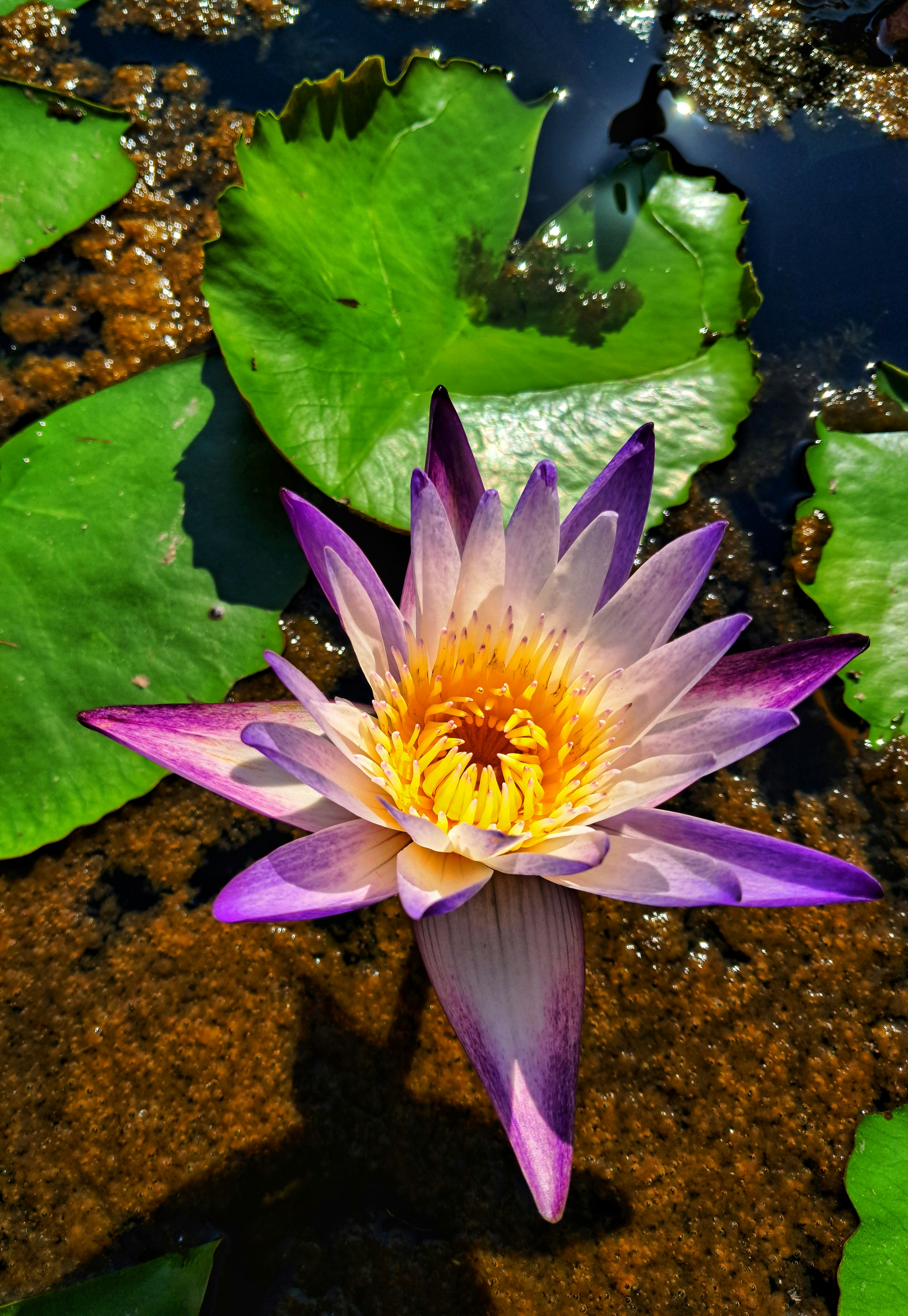 A vibrant purple and yellow lotus flower blooming in water.