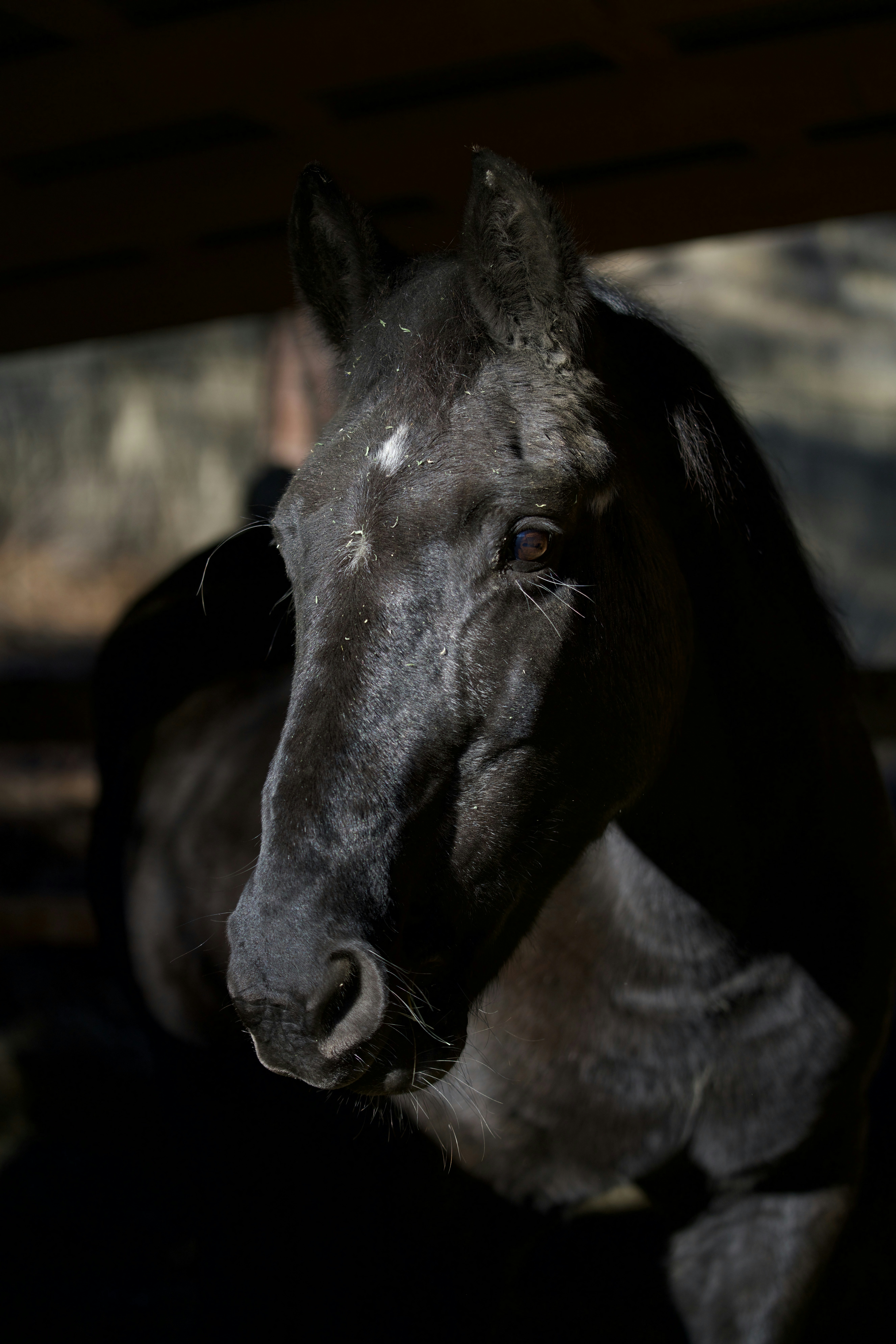 Shadowed Portrait of a Black Horse in a Dim Stable