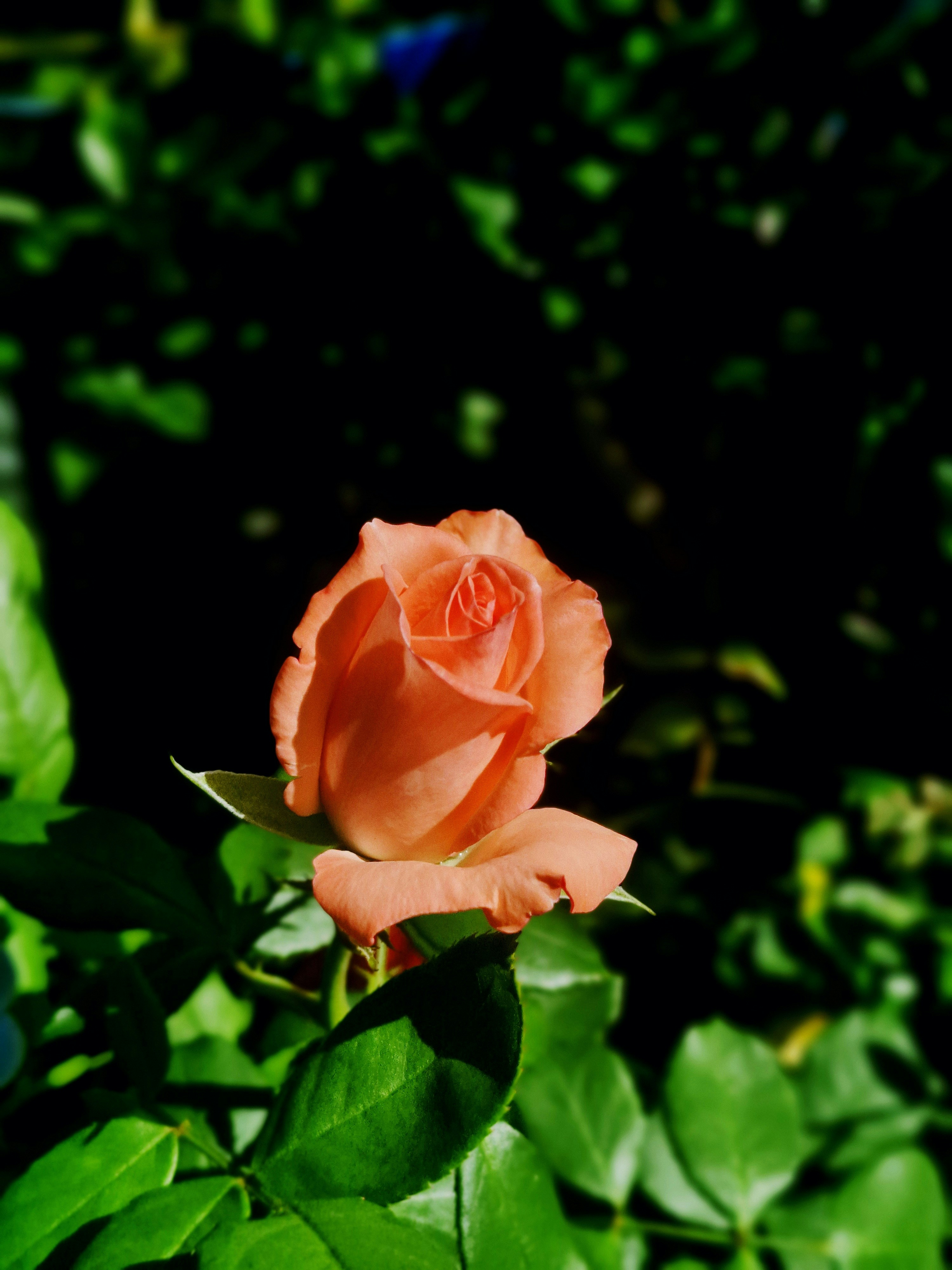 A single peach rose in a garden.