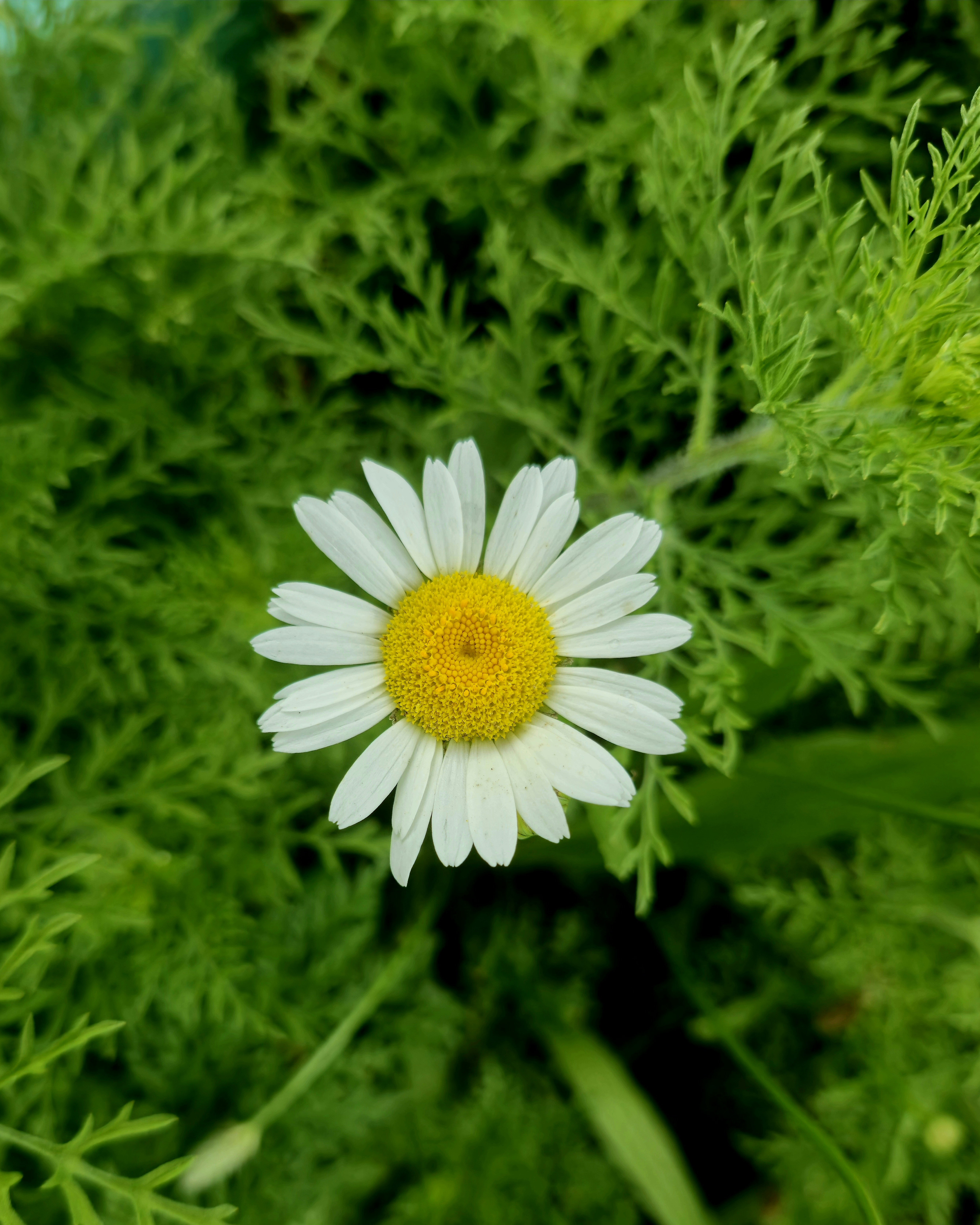 A single daisy flower with green foliage background