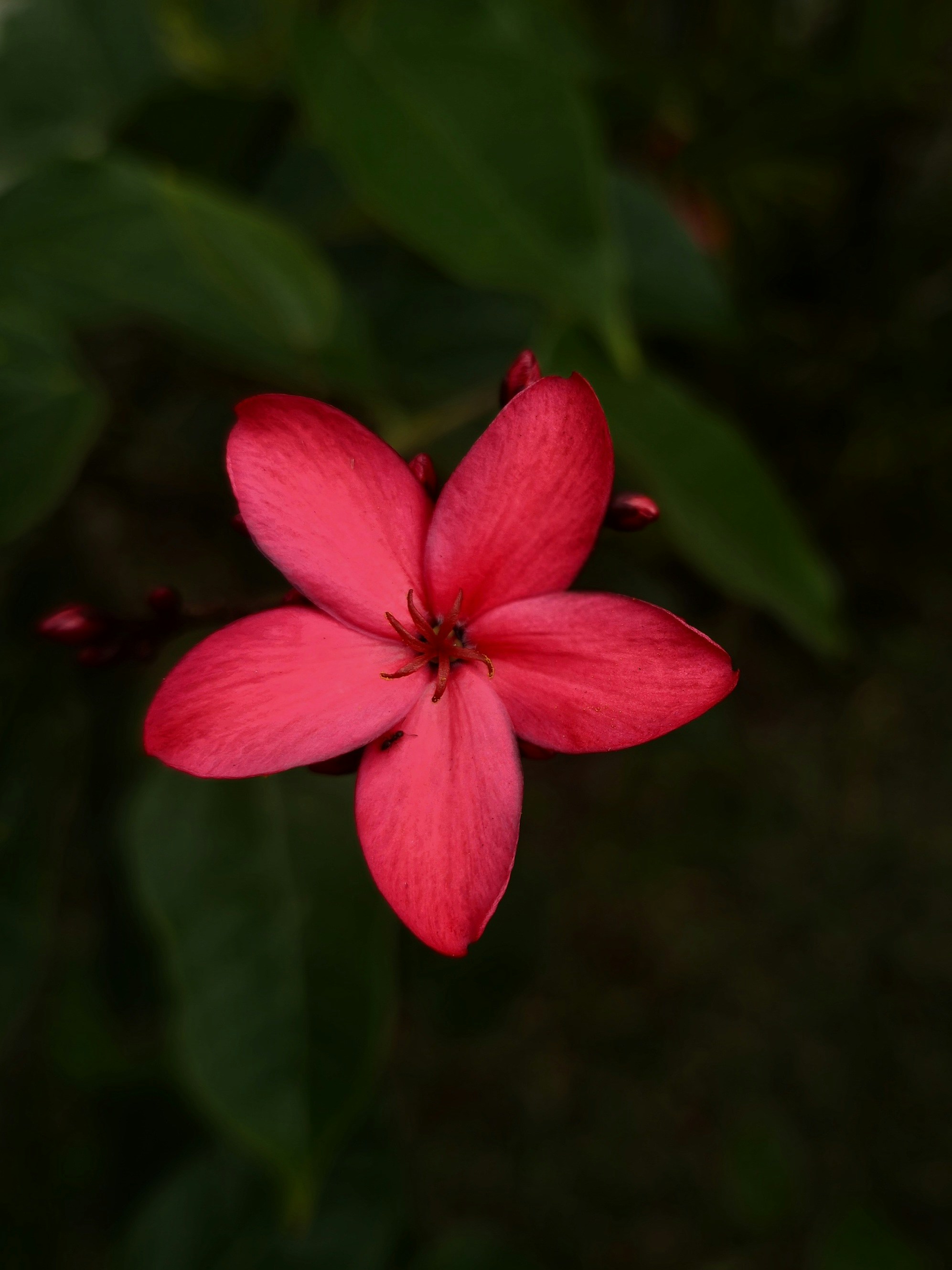 A vibrant red flower with five petals.