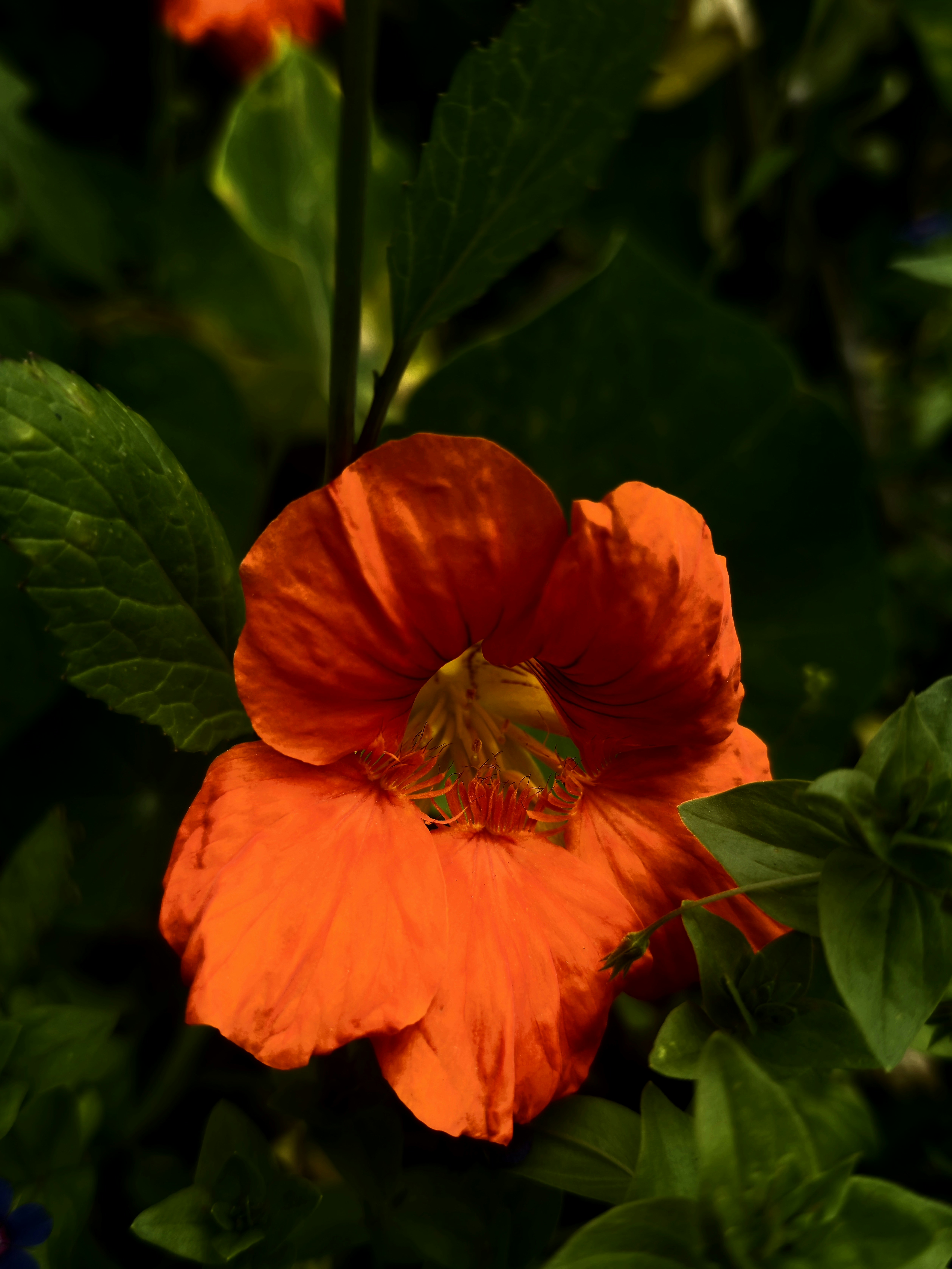 Close-up of a vibrant orange flower with green leaves.