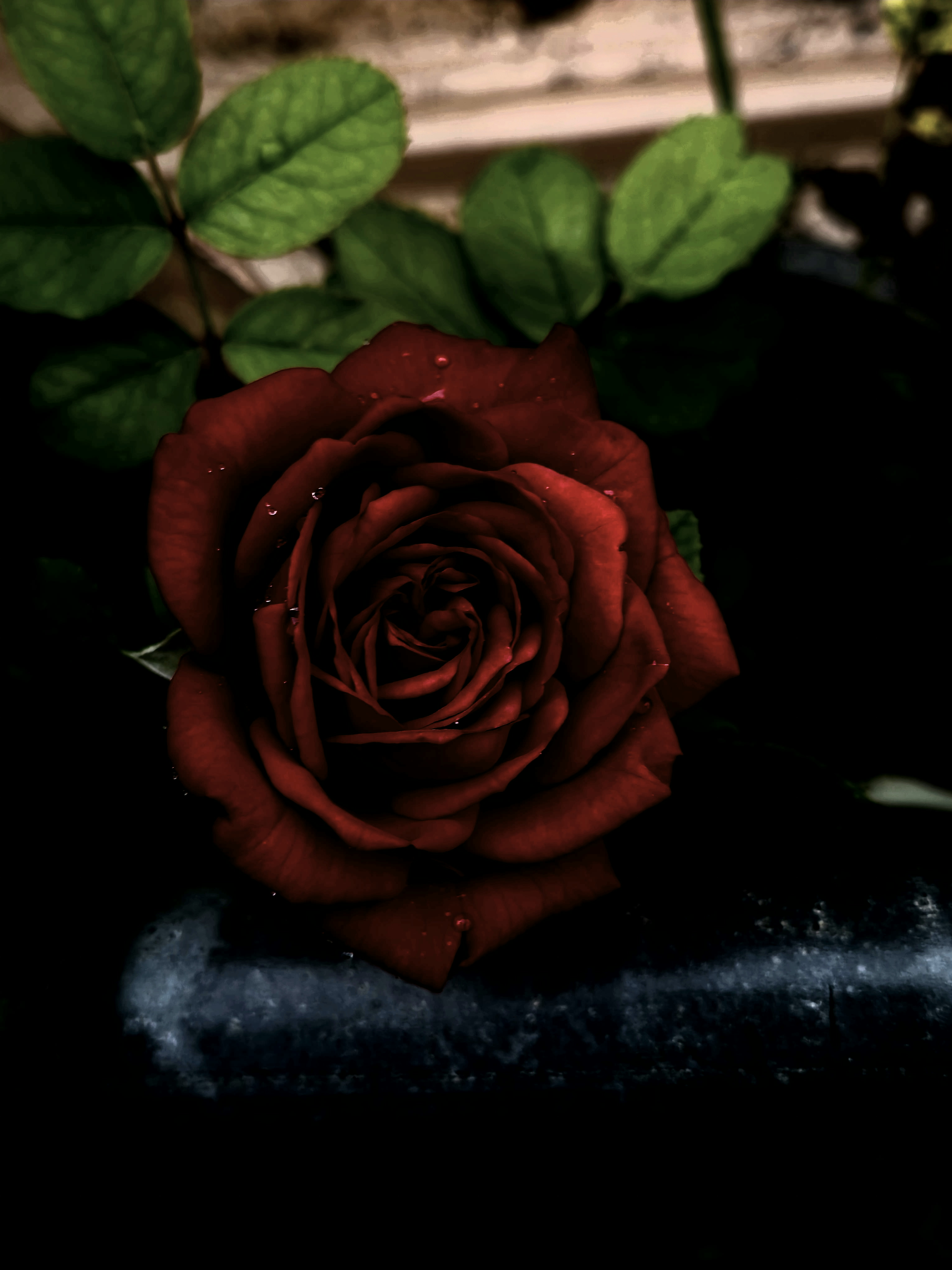 A single dark red rose with water droplets. photo – Free Love Image on ...