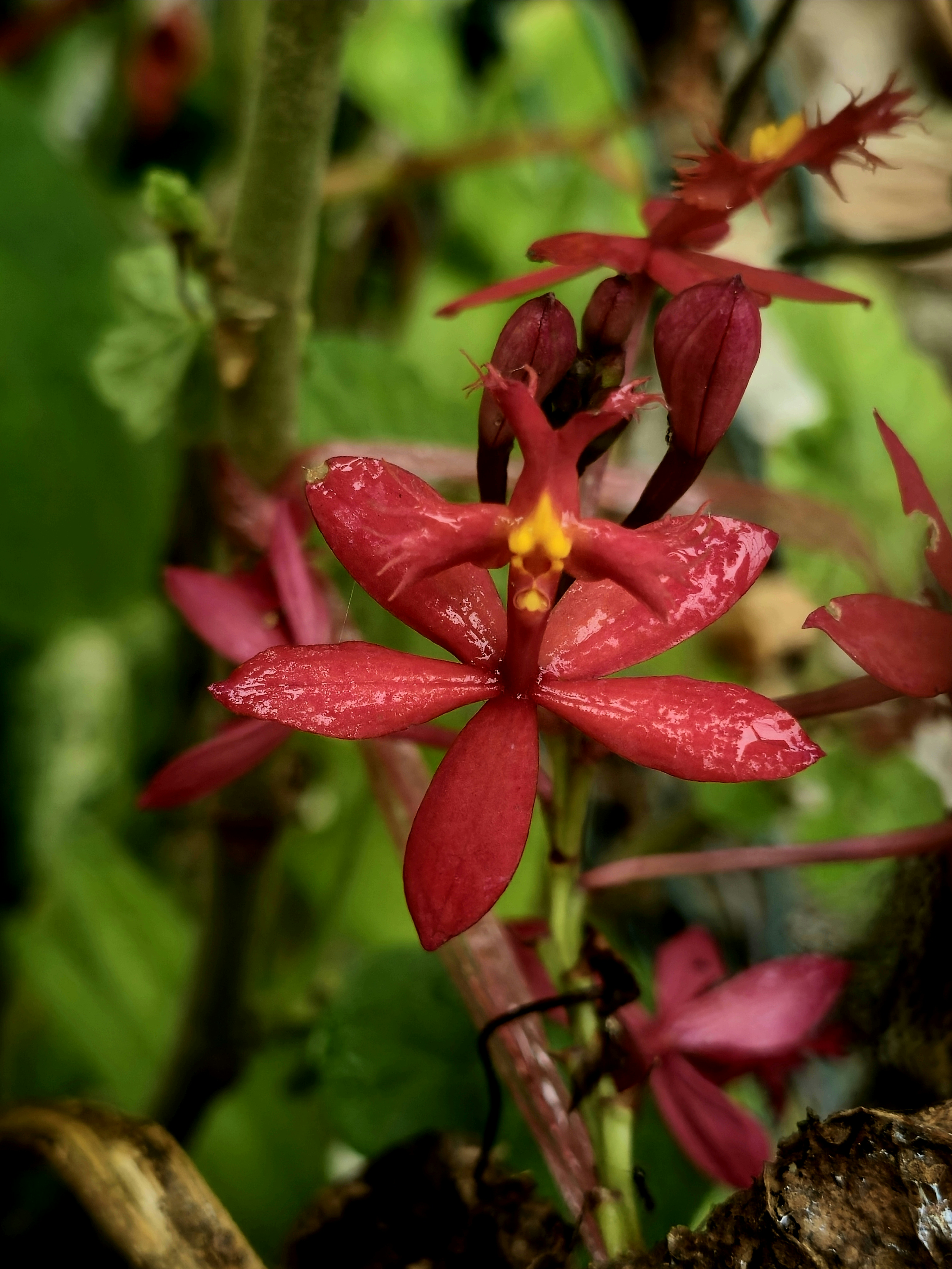 Close-up of a vibrant red orchid with yellow center