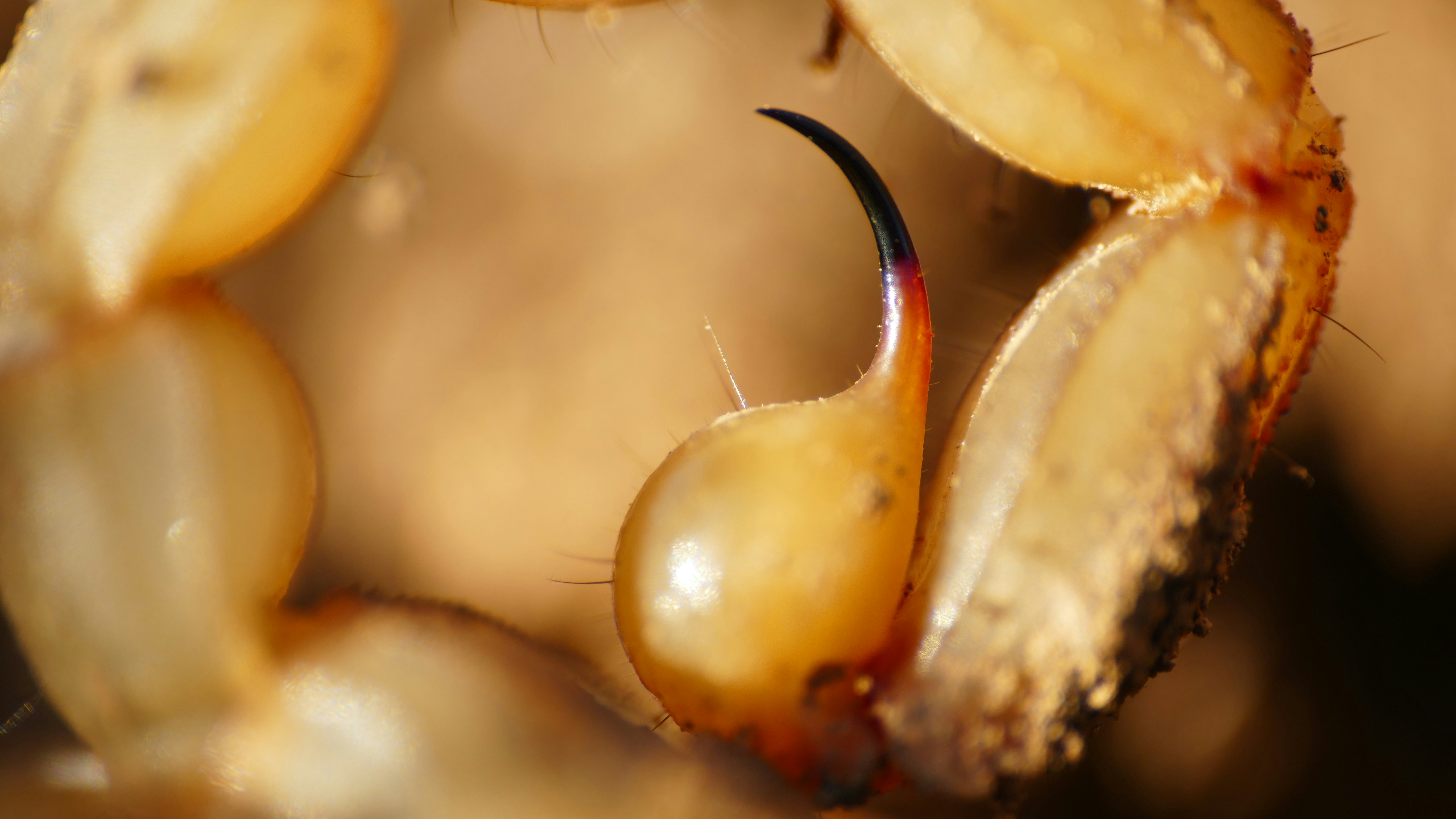 Curved Tile of a Horned Seed: A Close-Quarters Macro Moment