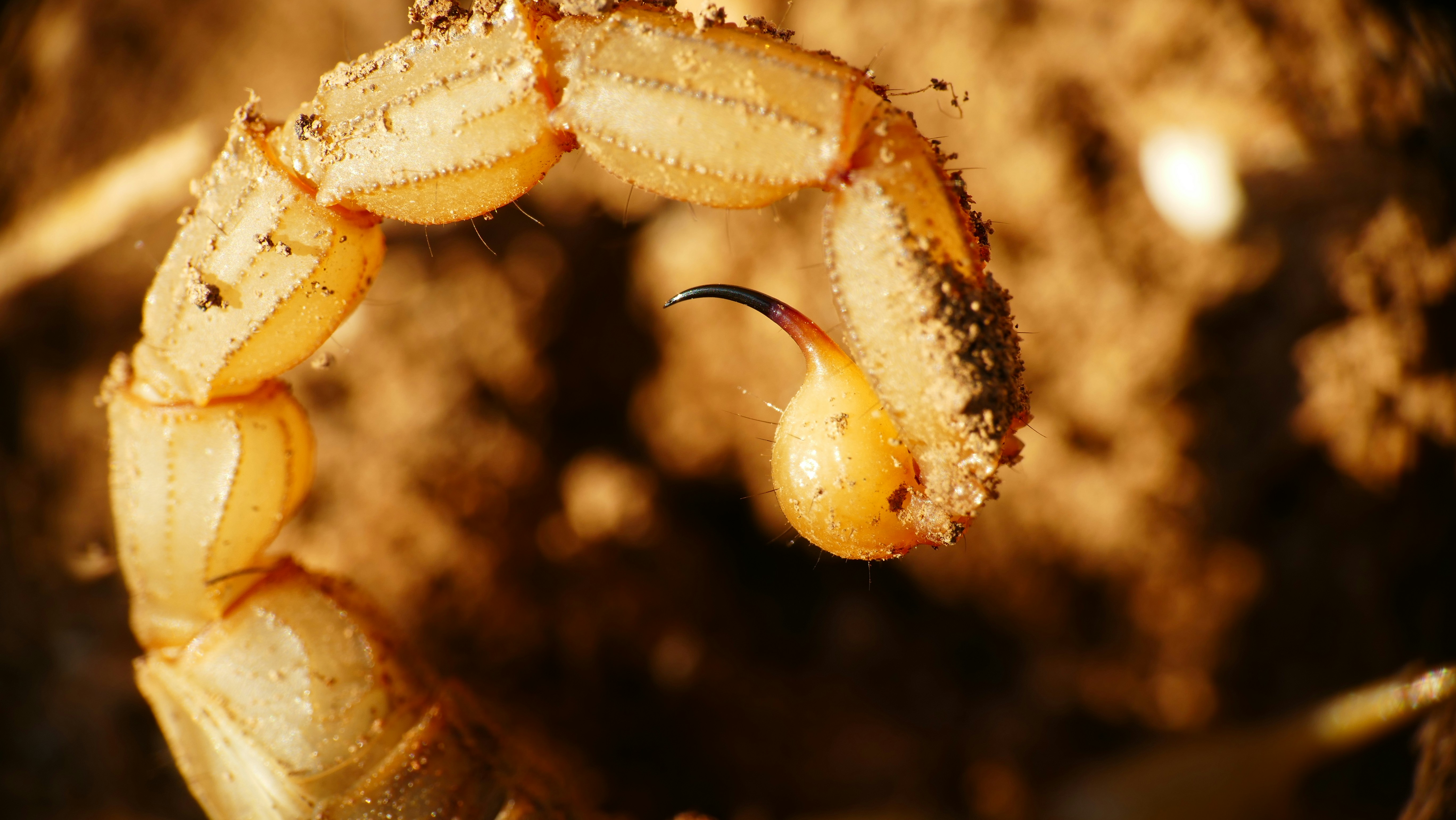 Juvenile Hexapod Spurt: A curled scorpion tail anchors the sandy frame