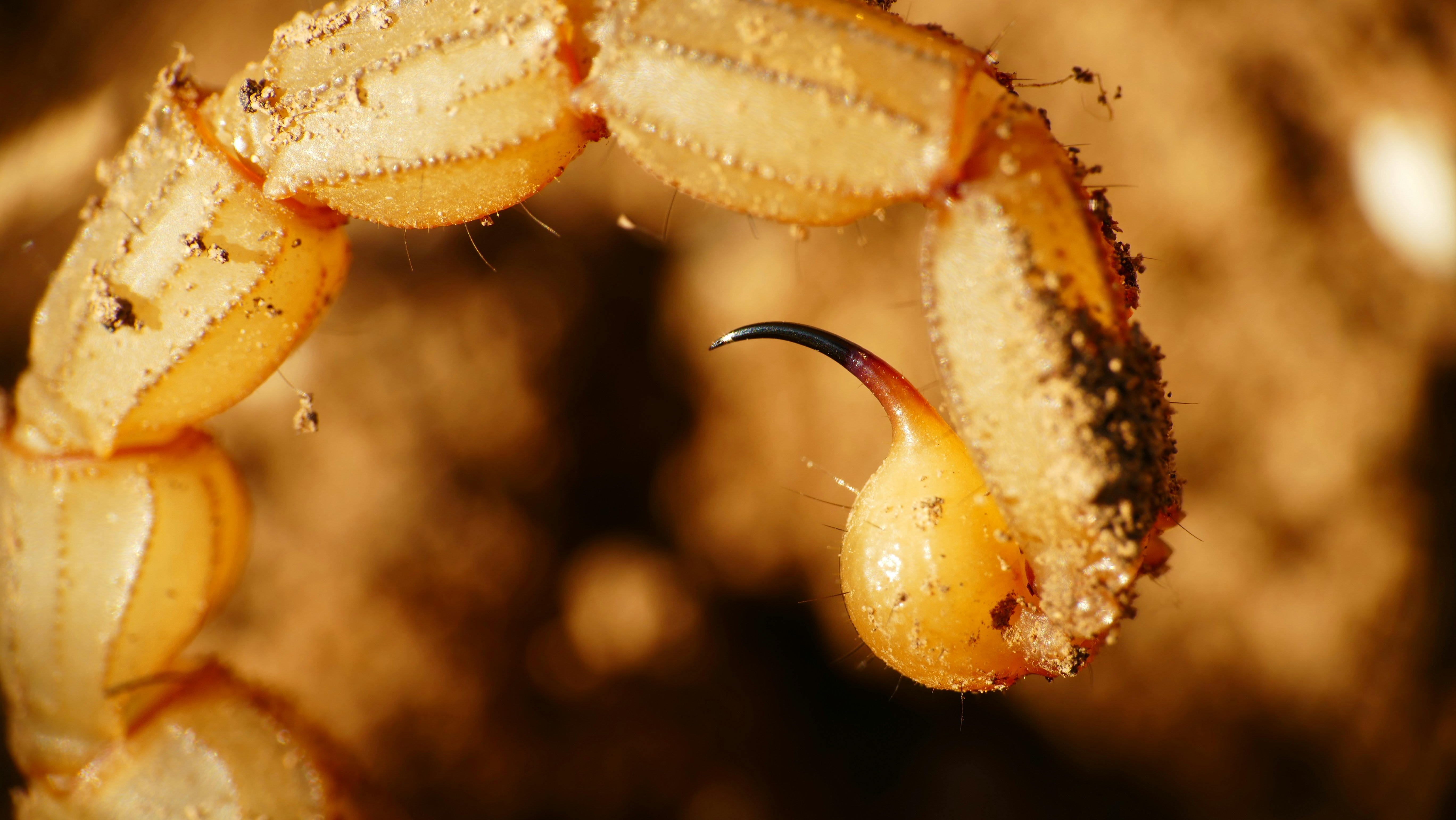 Armored Mandibles: A Macro Moment on a Desert Scorpion