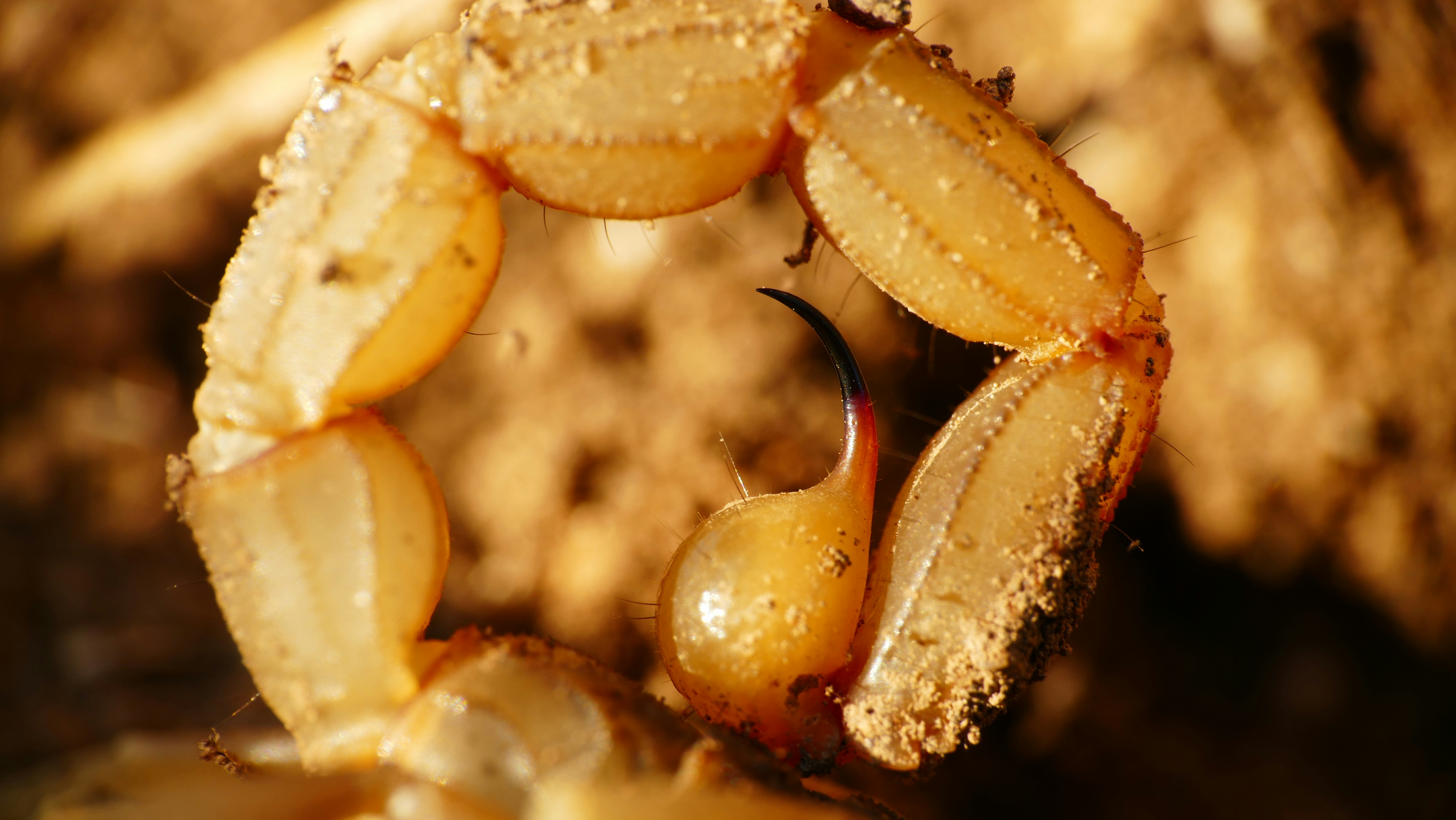 Macro Reveal: Papilla and Pinch on a Minute Crab Snake