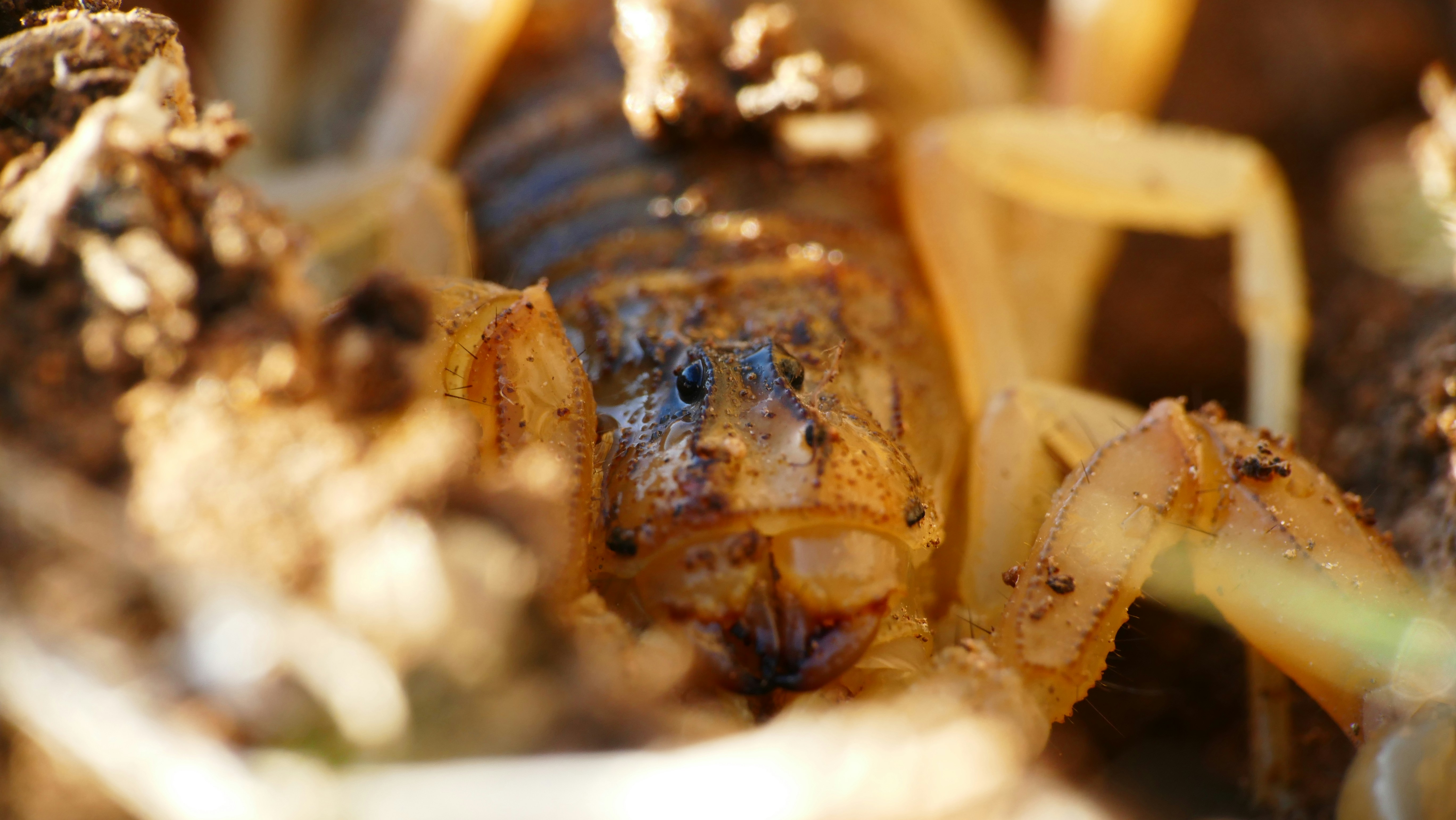 Cracked Exoskeleton of a Burrowed Insect Reveals Hidden Detail