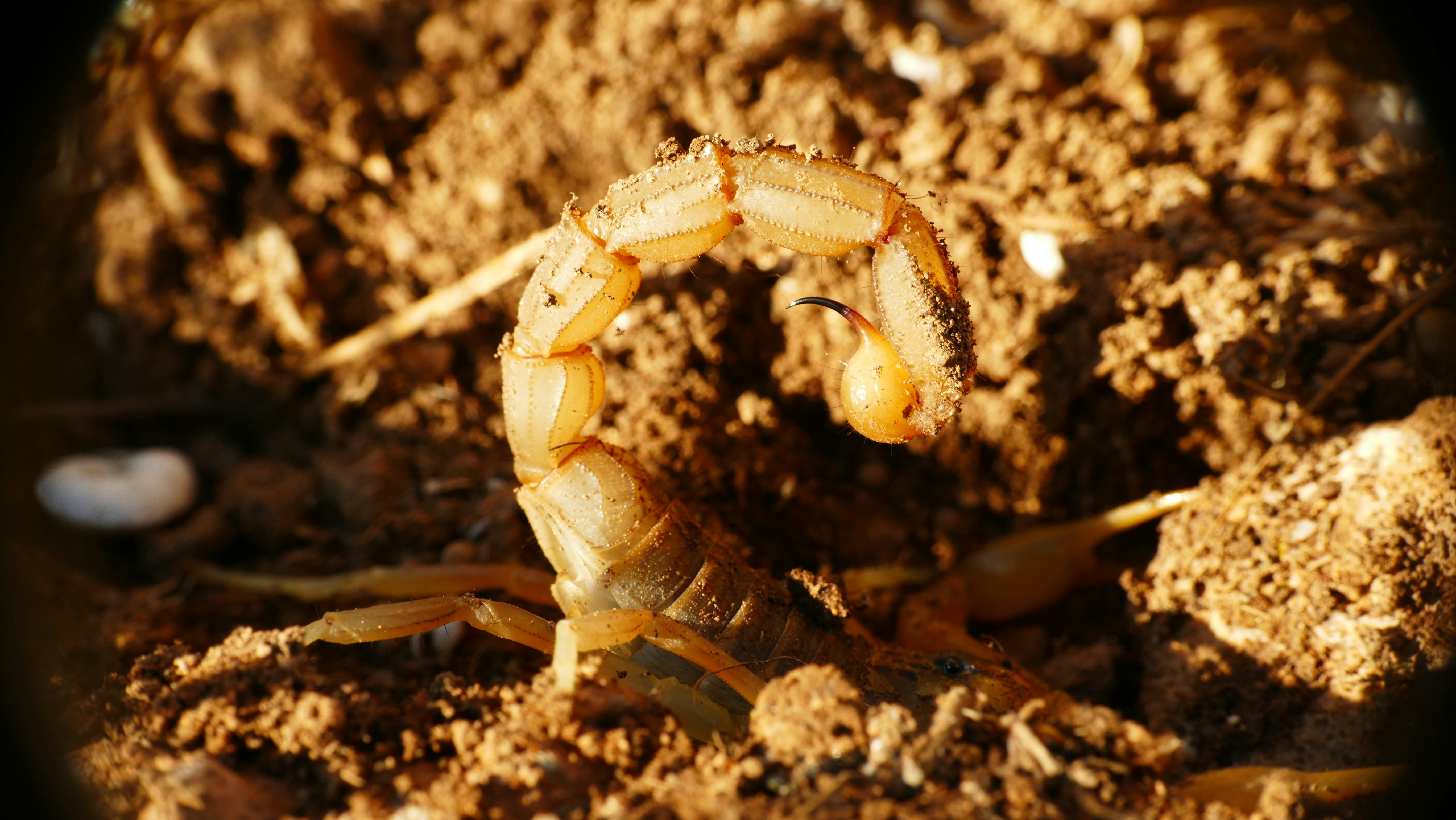 Desert Hold: a curled scorpion amid sunlit soil