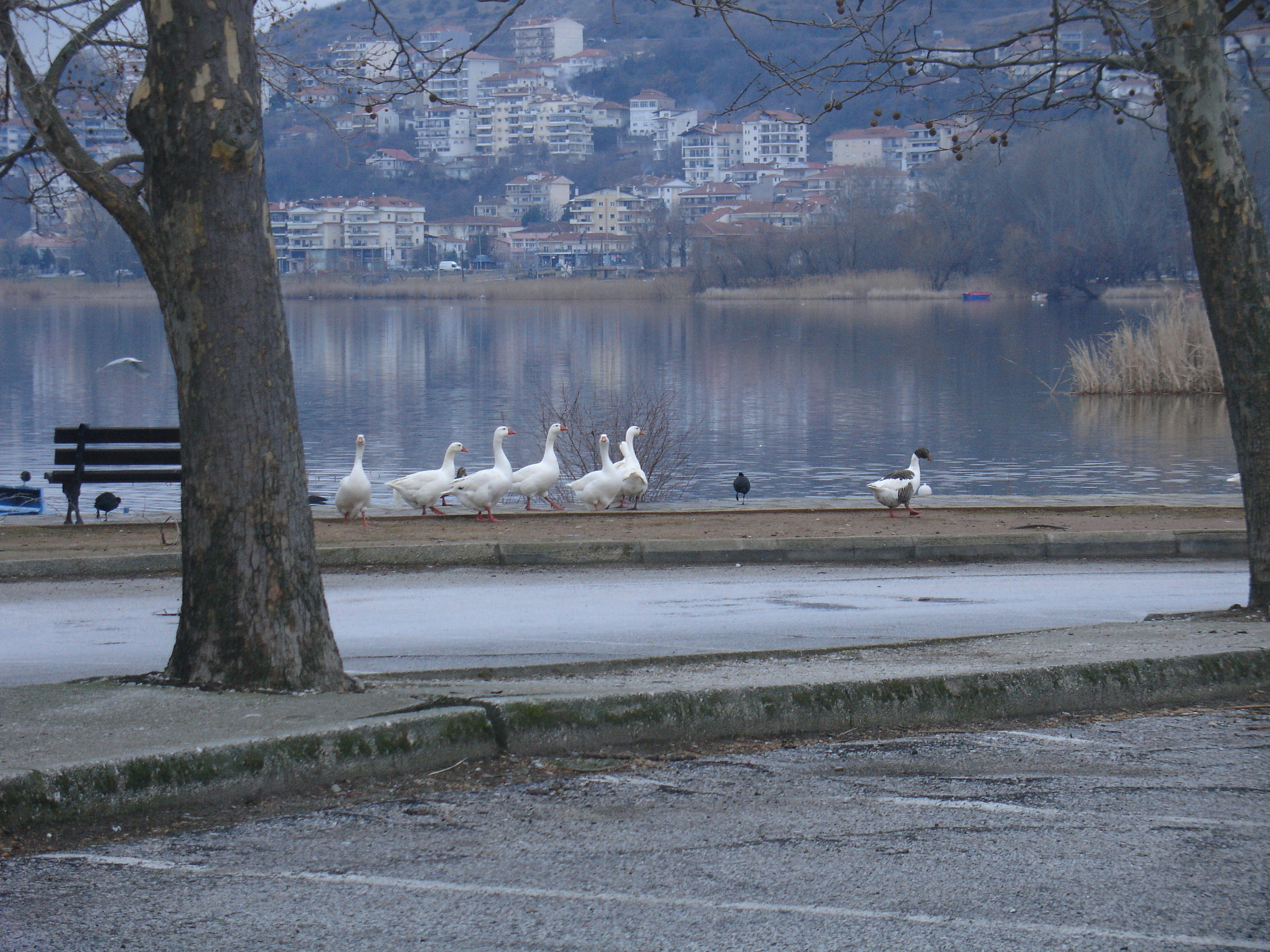 Geese in Kastoria, Greece.