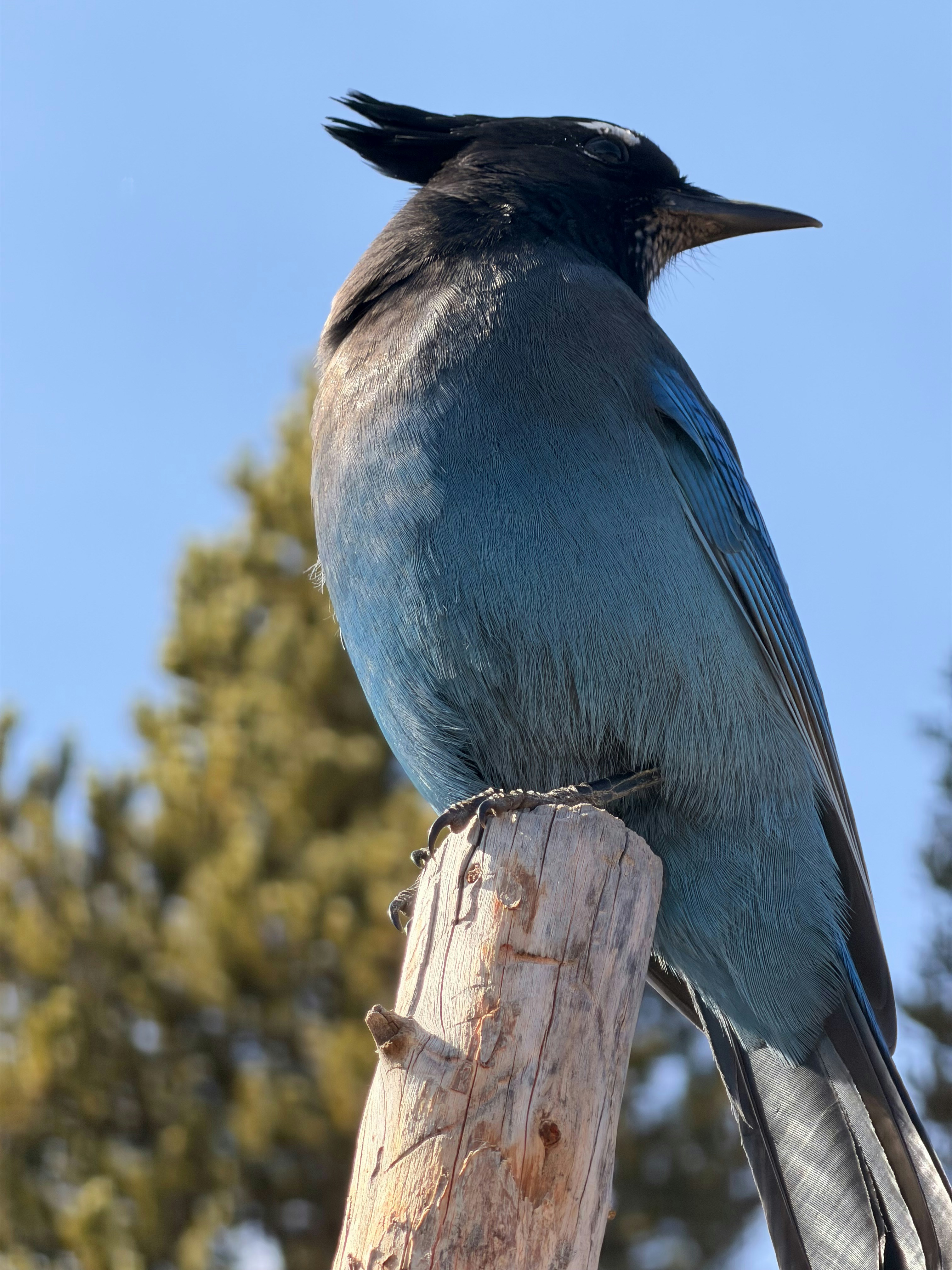 Azure Crow on a Weathered Post under Bright Sky