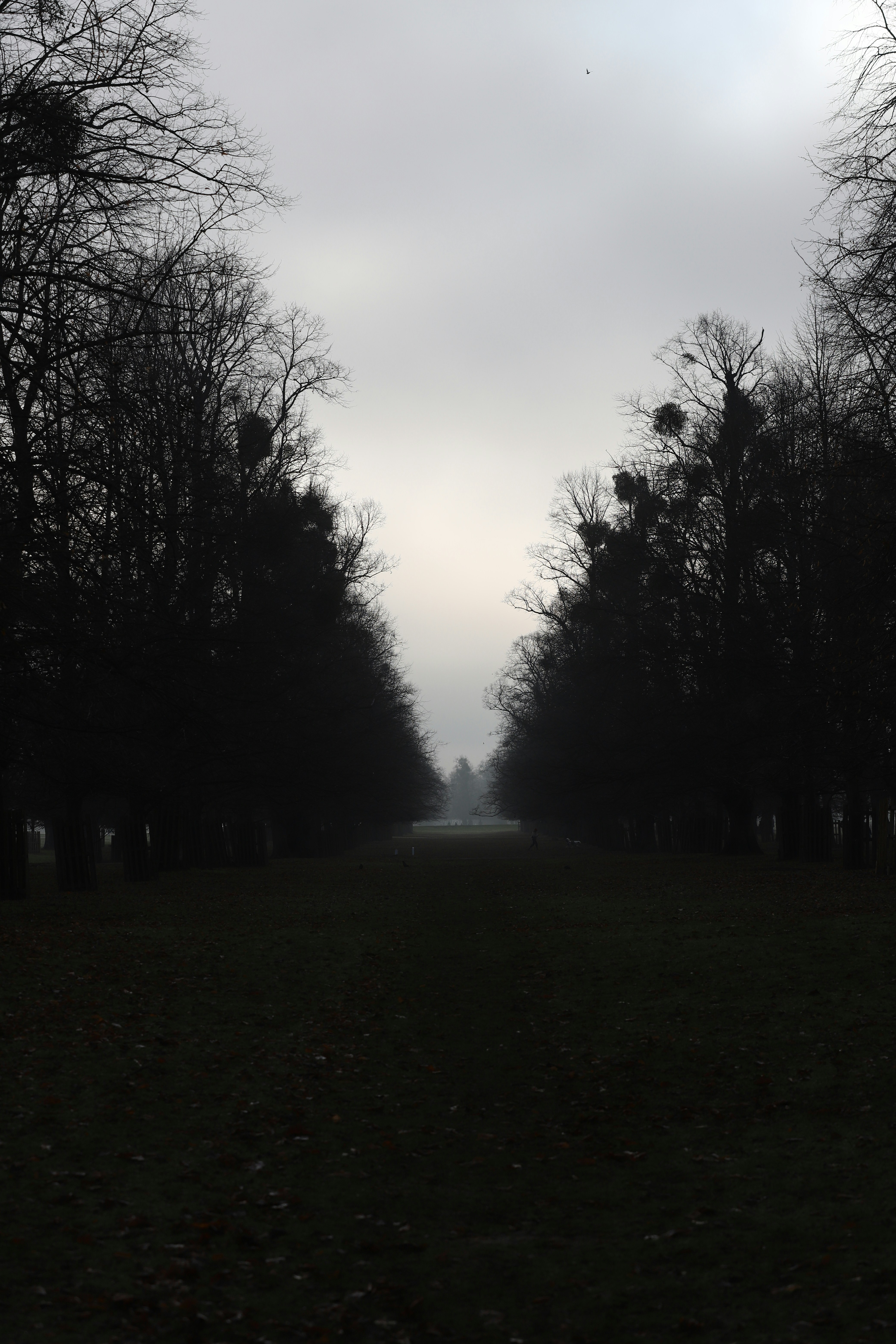 Vanishing Path Through a Winter Arboretum