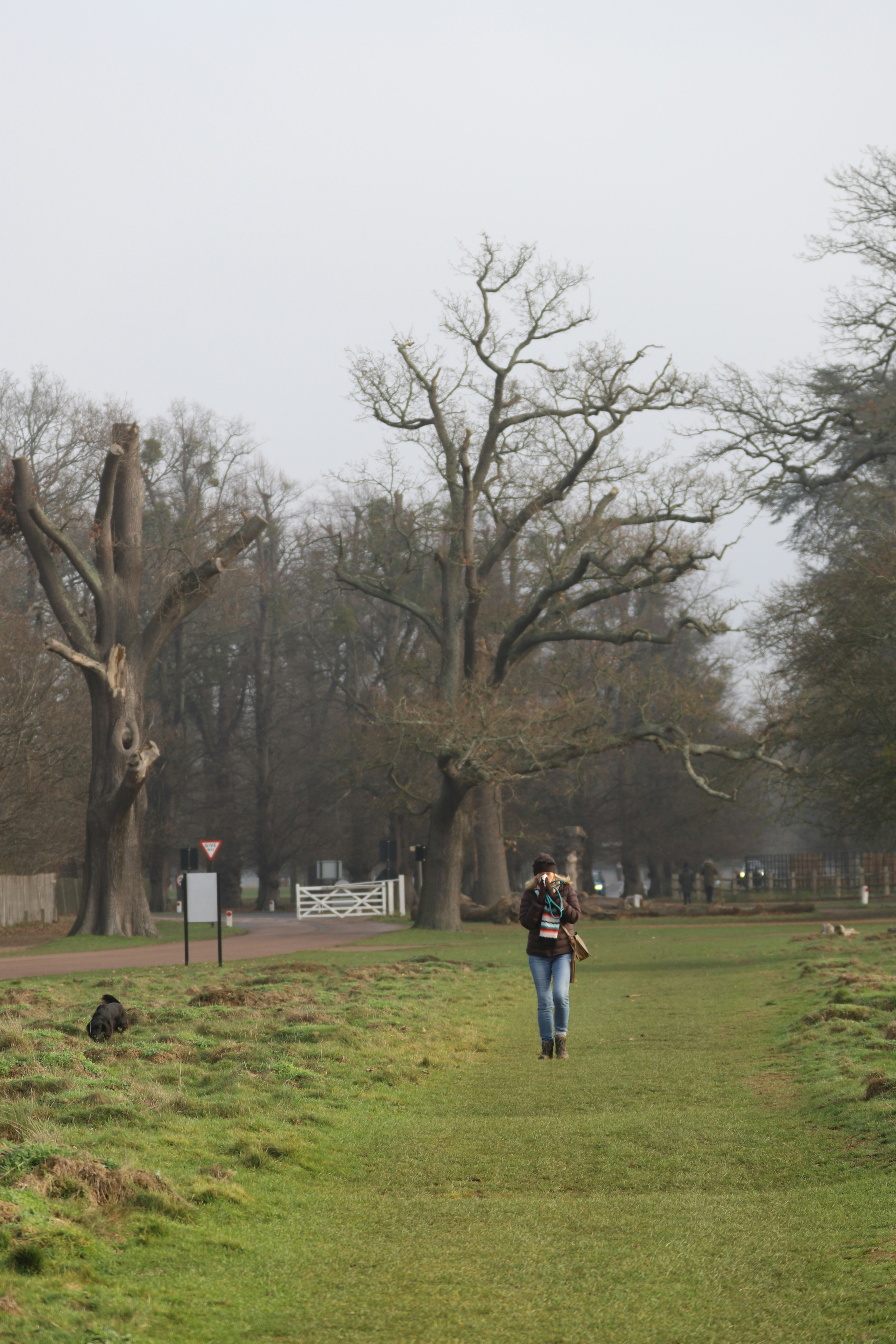 A solitary walker on a misty park path, framed by bare trees