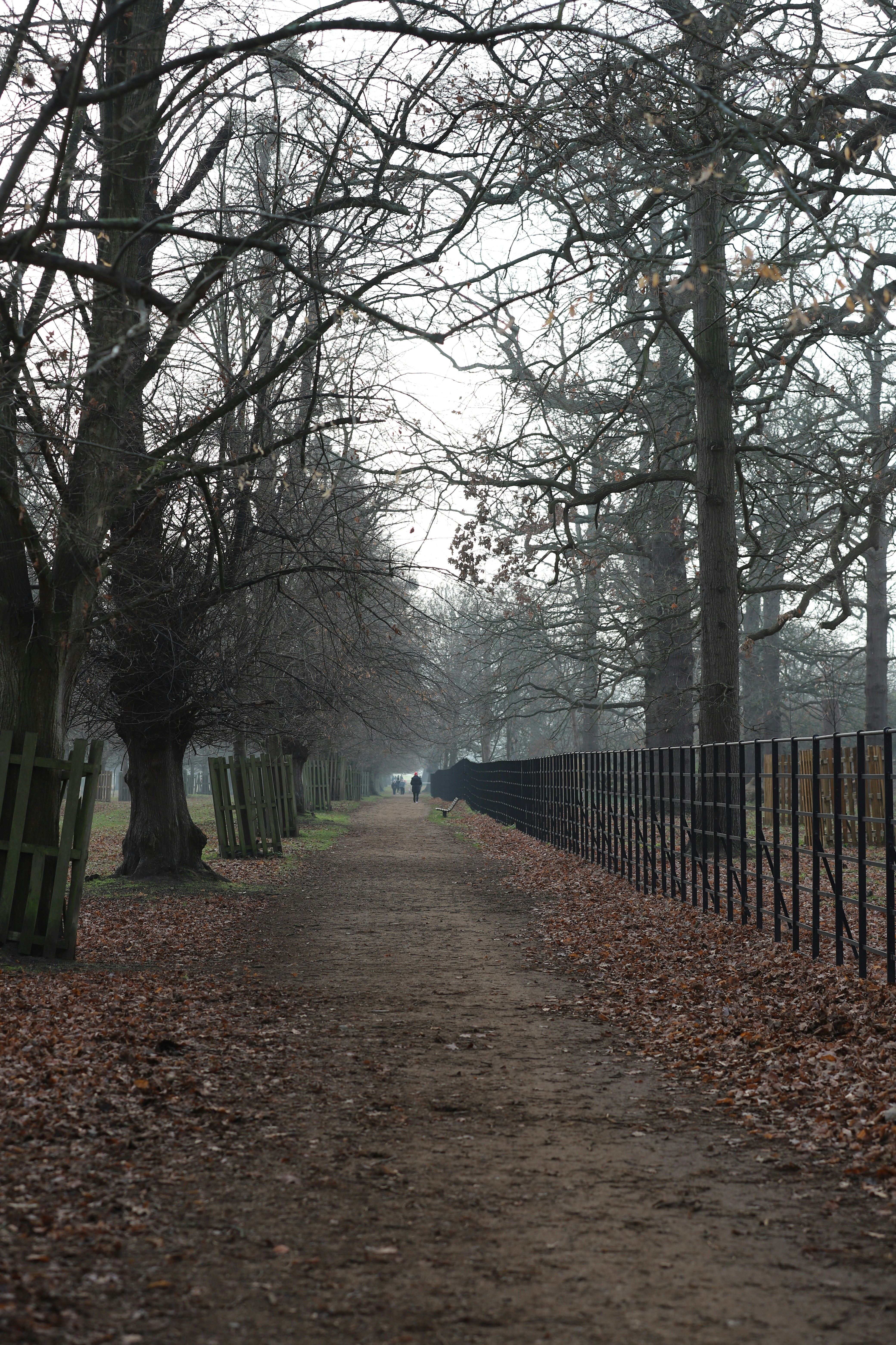 Mist-Laced Promenade: A Quiet Tree-Lined Path with Faded Leaf Evidence