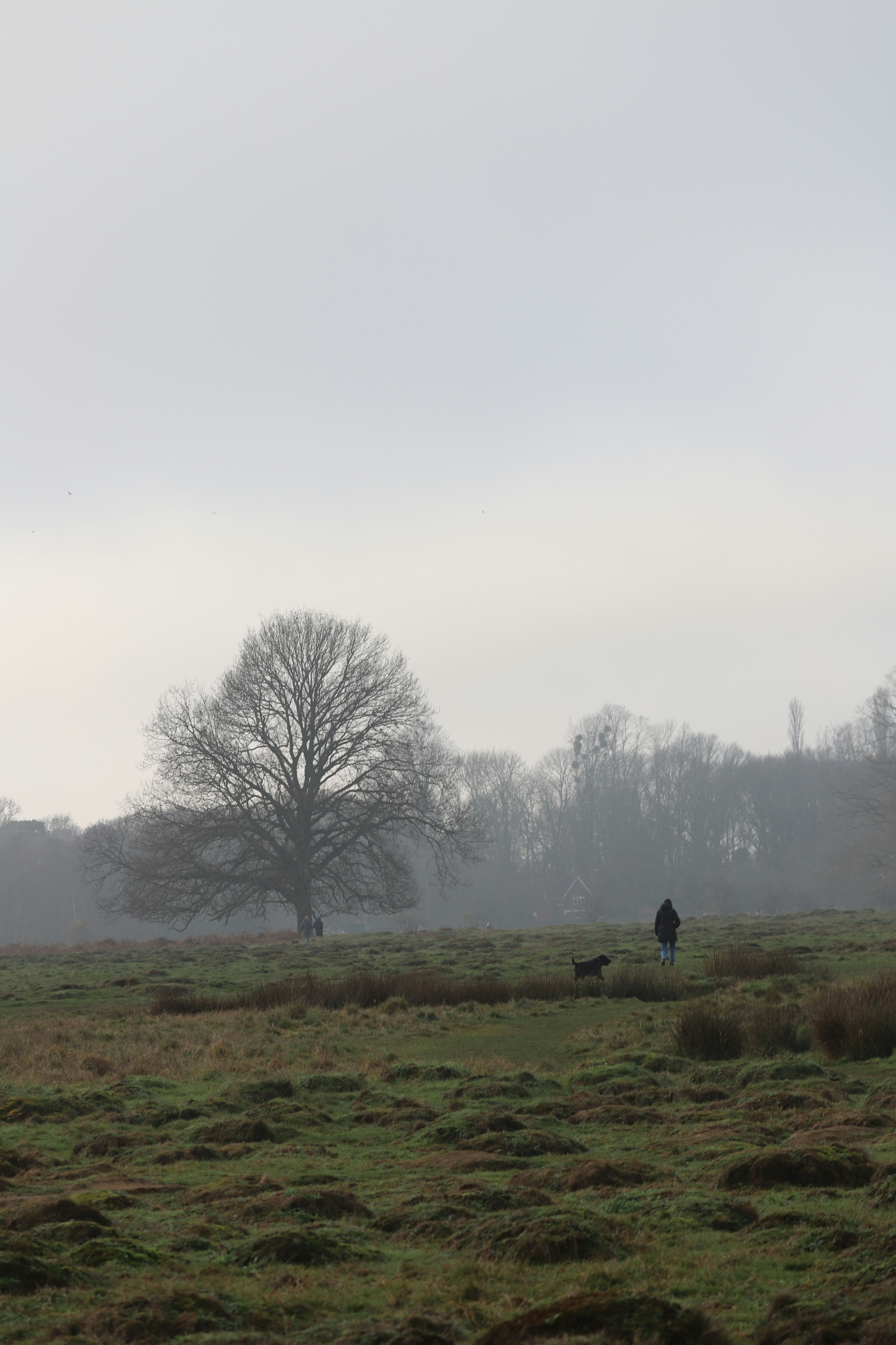 Solitary Tree and Traveler at Distant Horizon