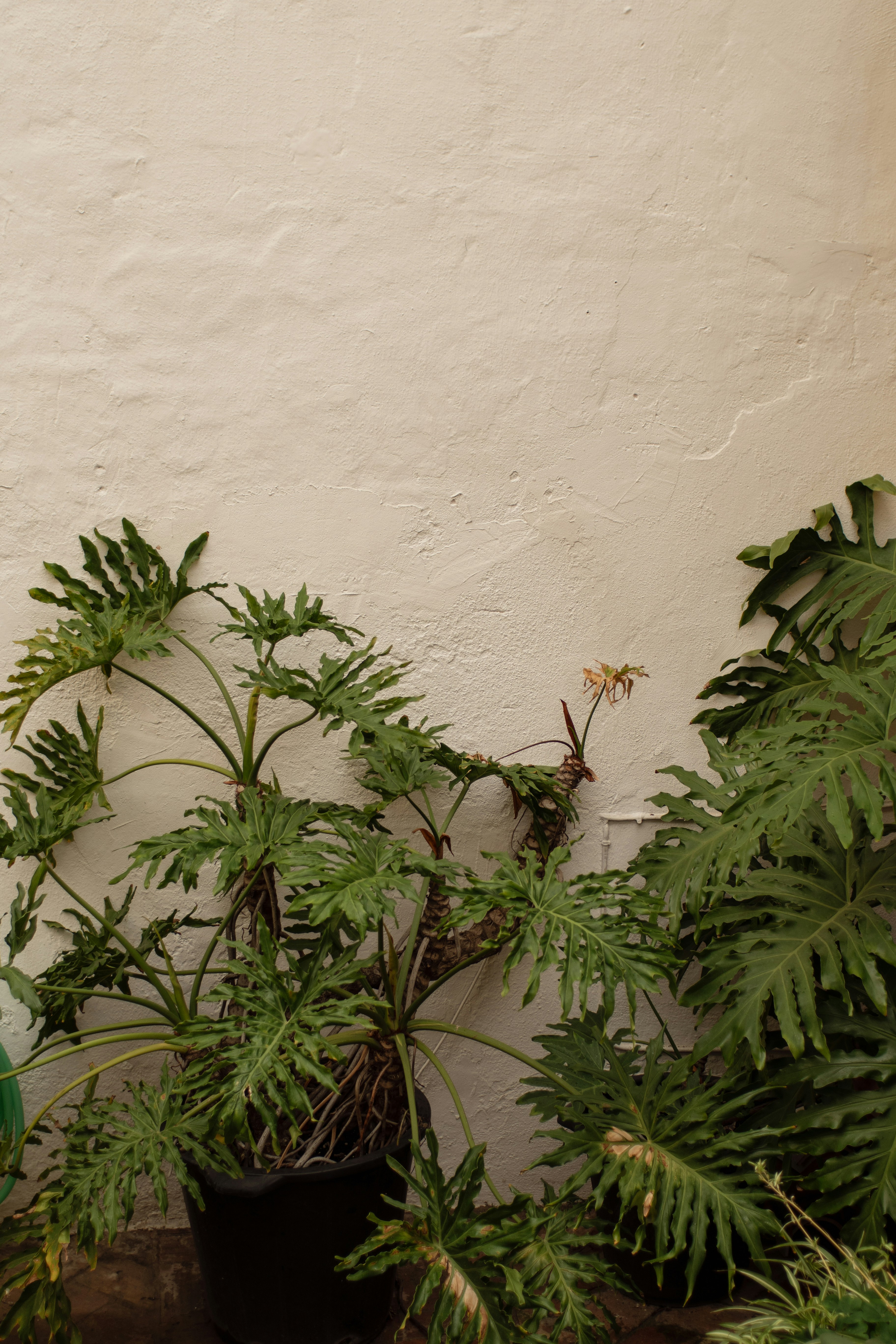 Verdant Fronds against a Quiet Concrete Wall