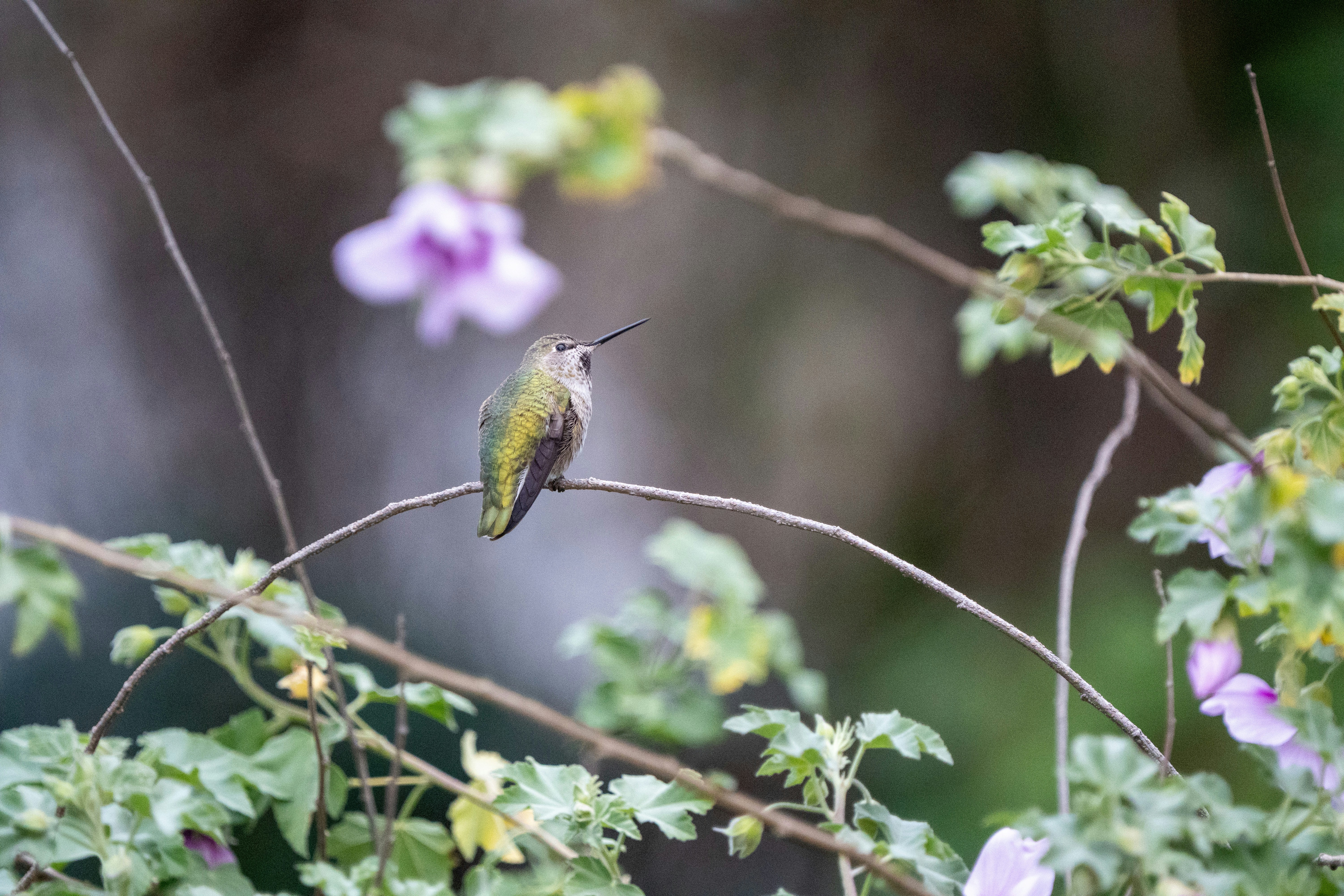 Midair Pause: A Hummingbird Perched Along a Blooming Branch