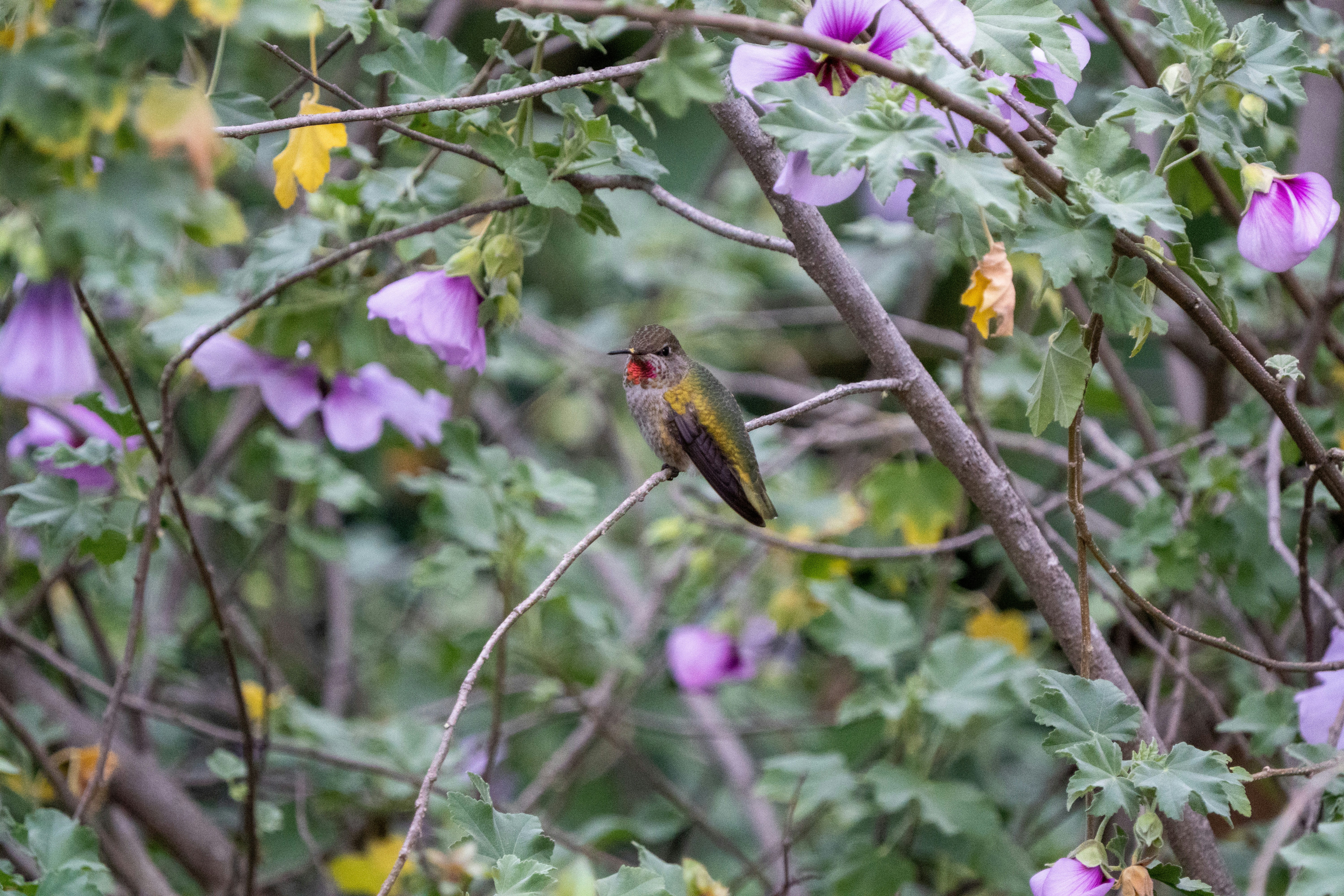 Hummingbird Pause Among Twilight Vines