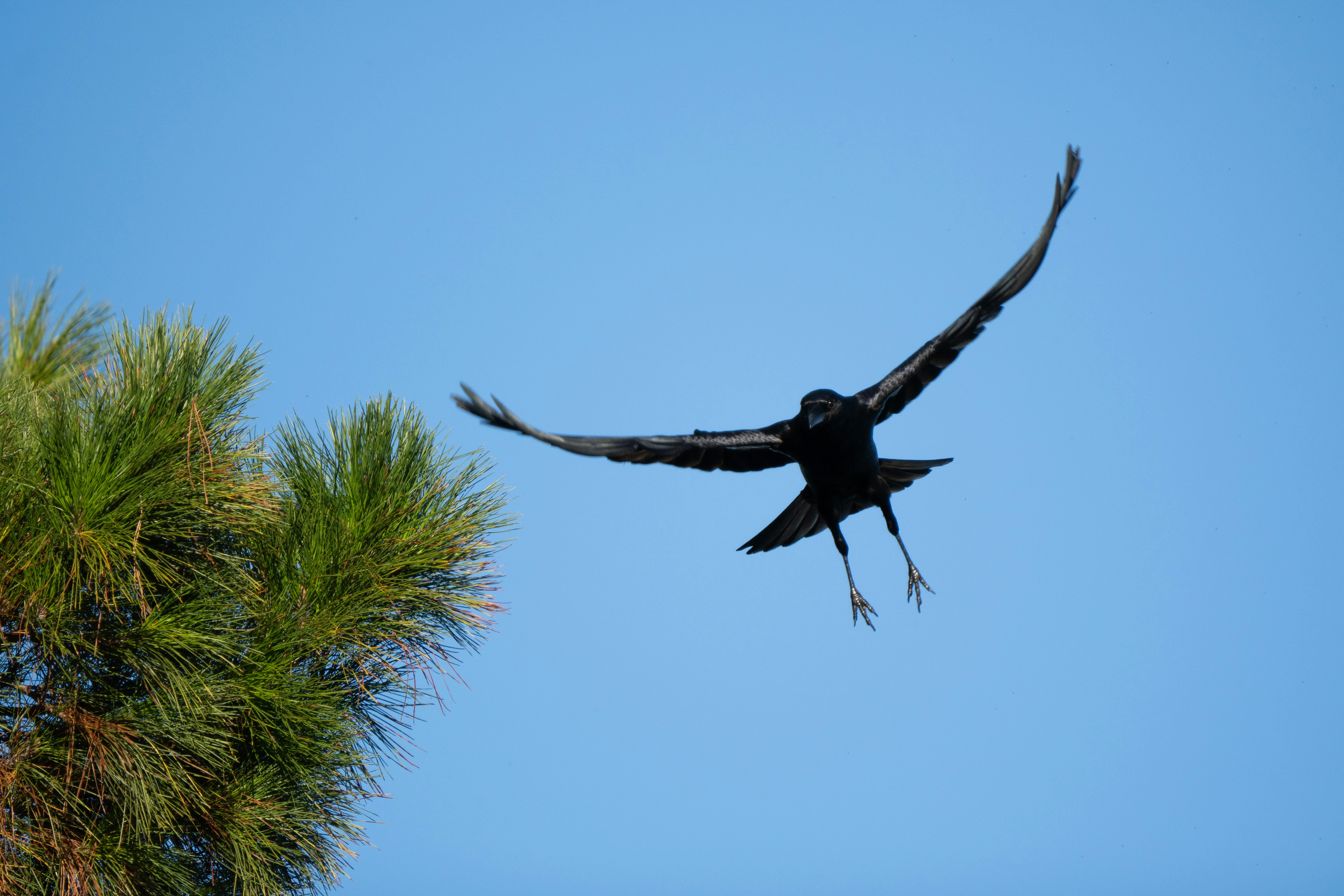 Midflight Shadow: A Black Bird Soaring Past Pine