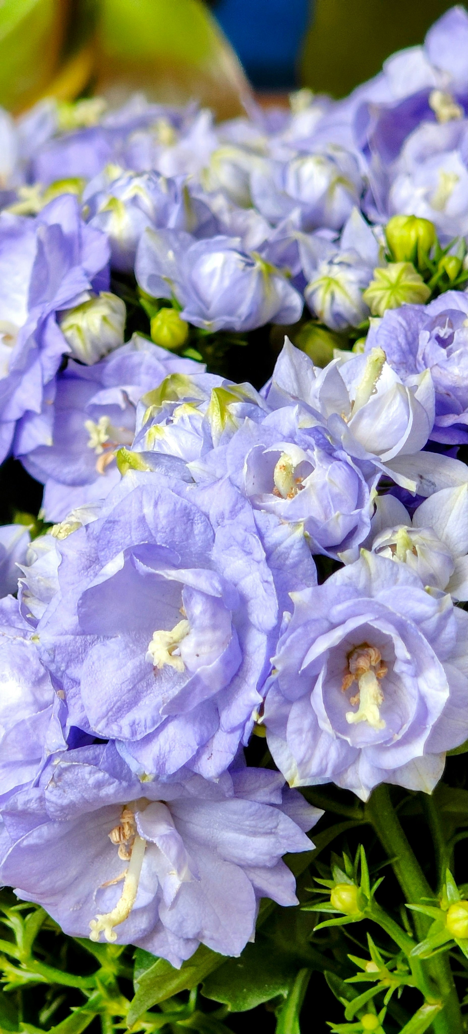 Close up of blooming purple bellflowers with green leaves.