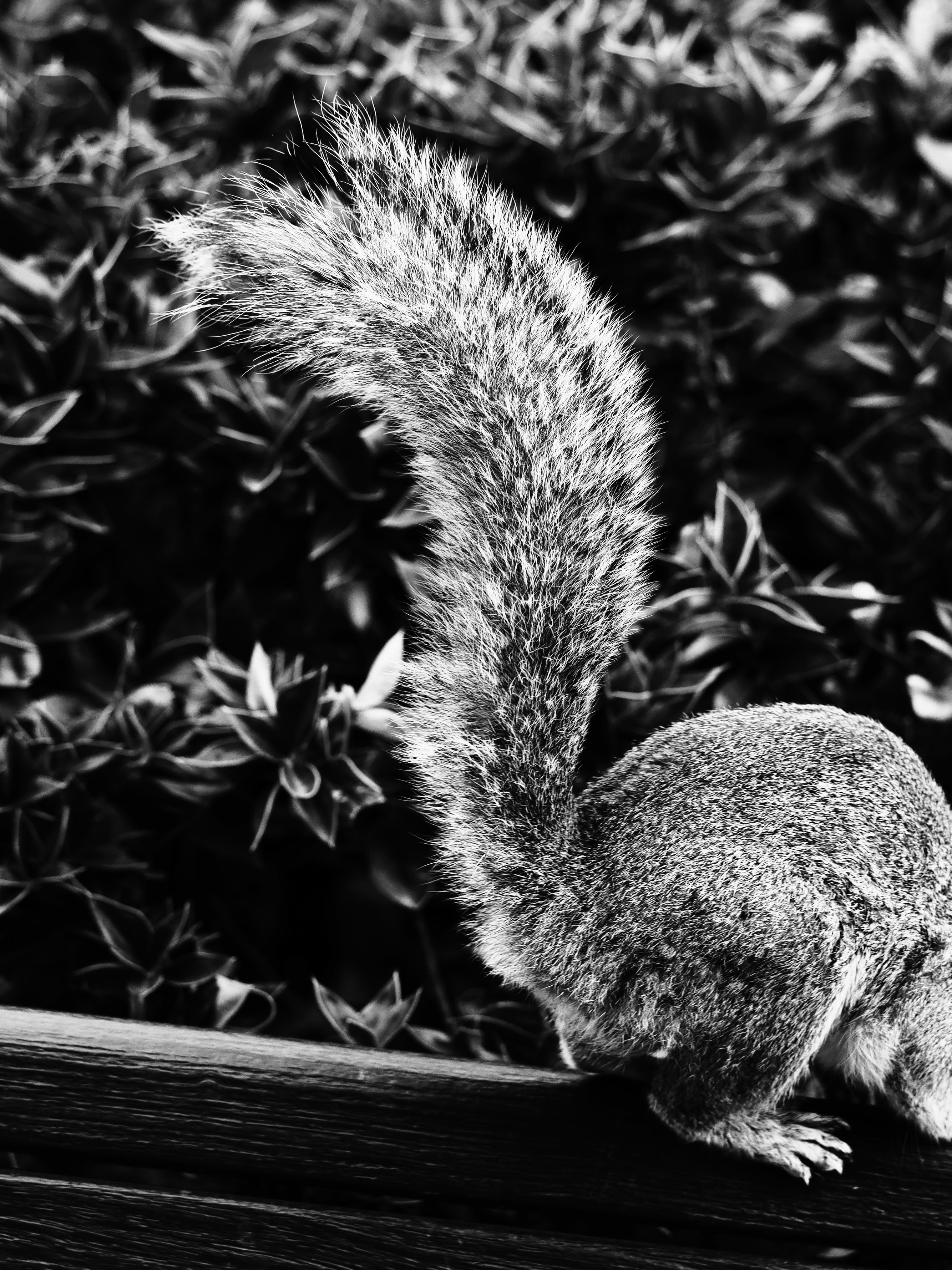 Curled Squirrel: Focused Fur and Texture on a Sunny Bench