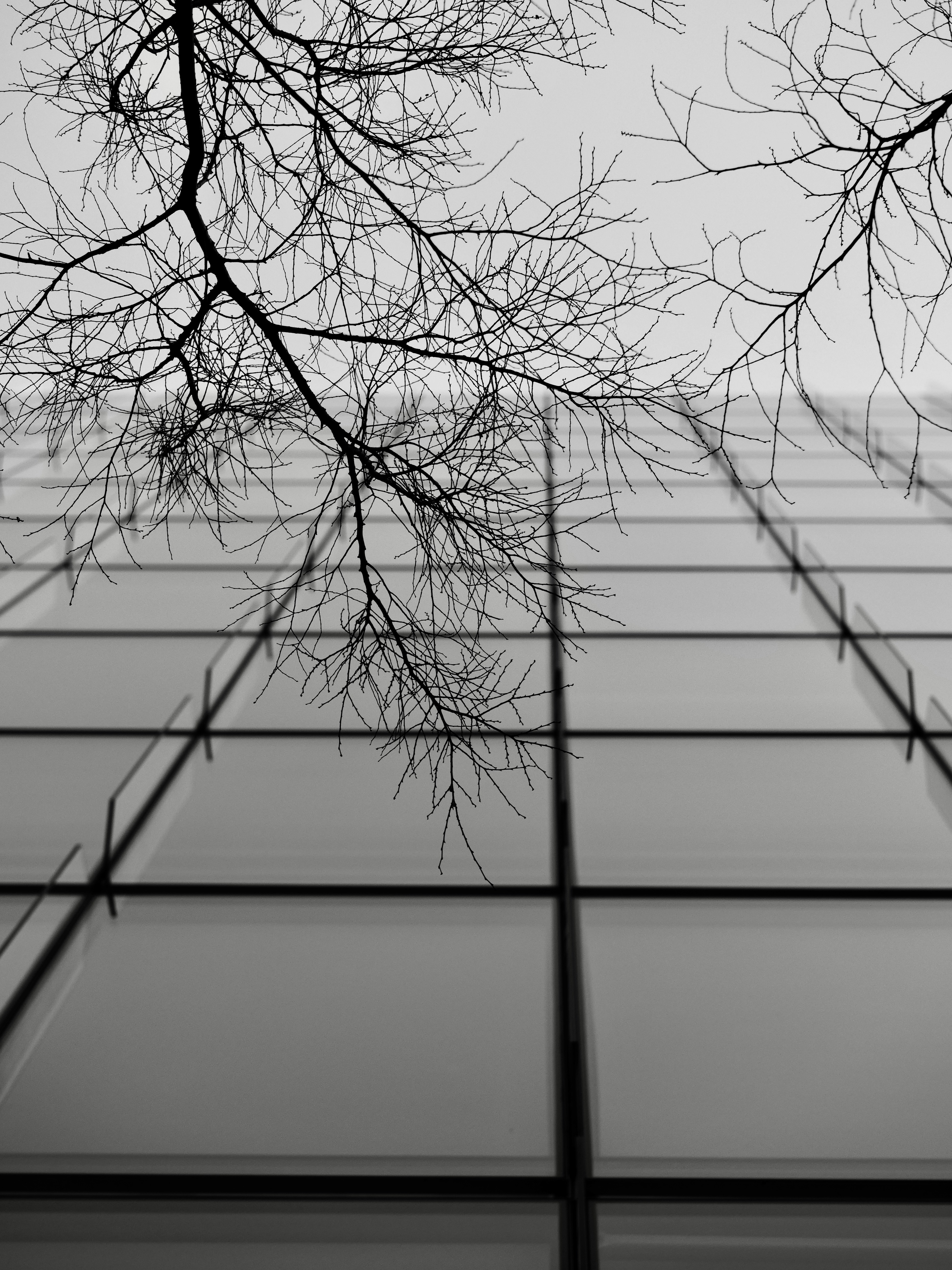 Reflections in Glass: Branches Against a Grid of Facades