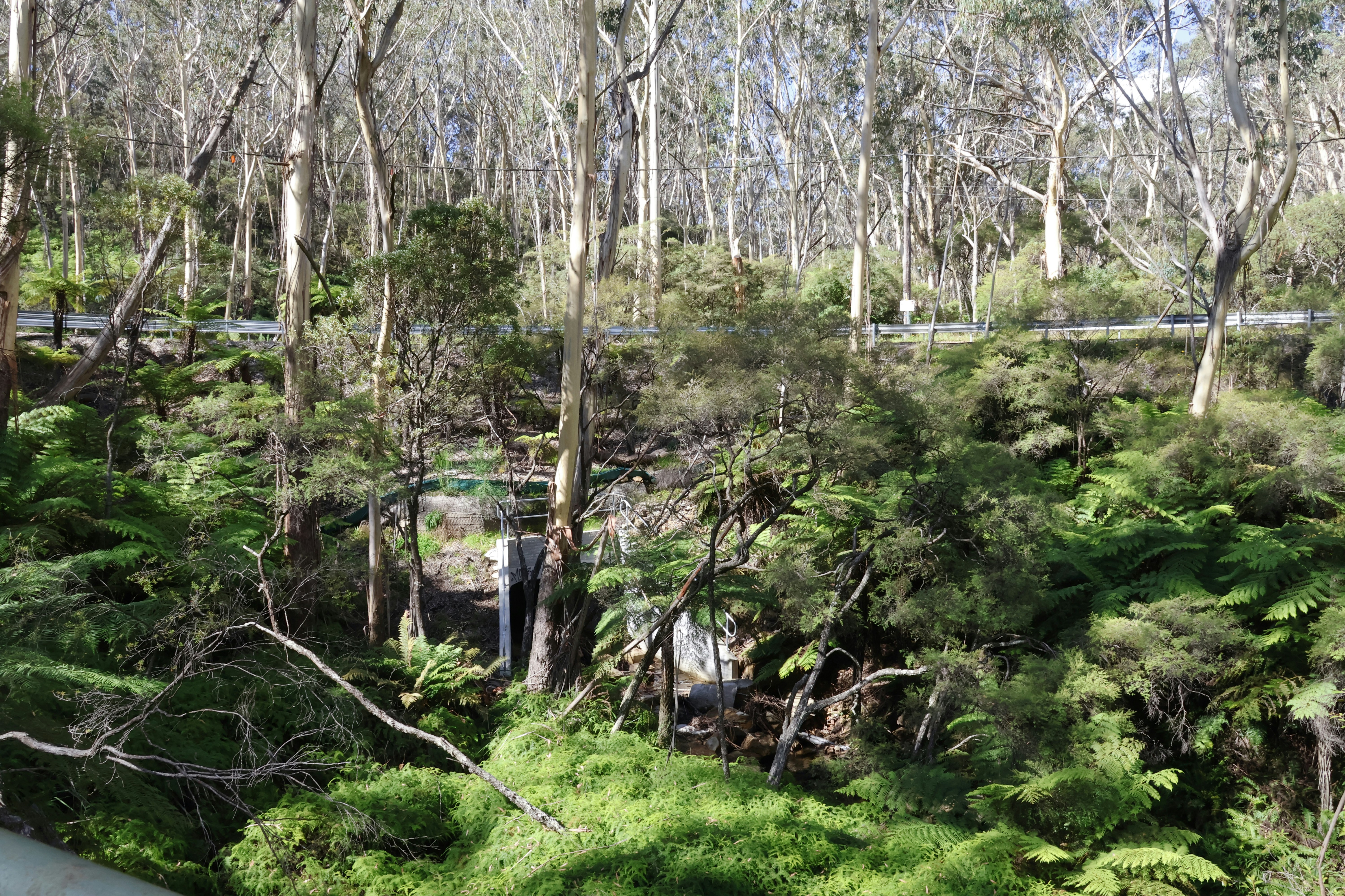Sunlit understorey at the edge of a park or nature reserve