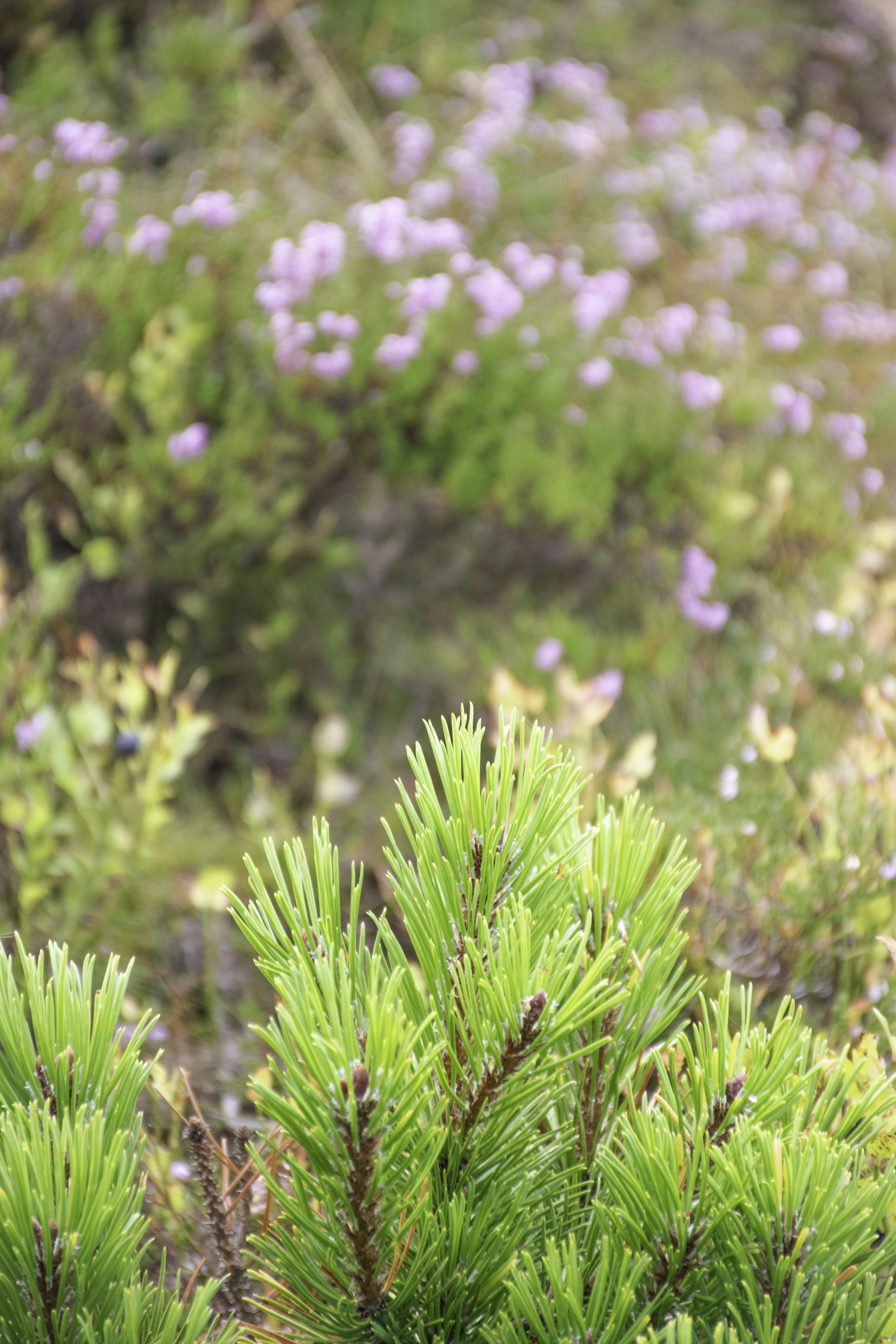 Emerald Pines in a Soft Meadow: Close-Up of Needle Sprouts Against Blurred Floral Backdrop