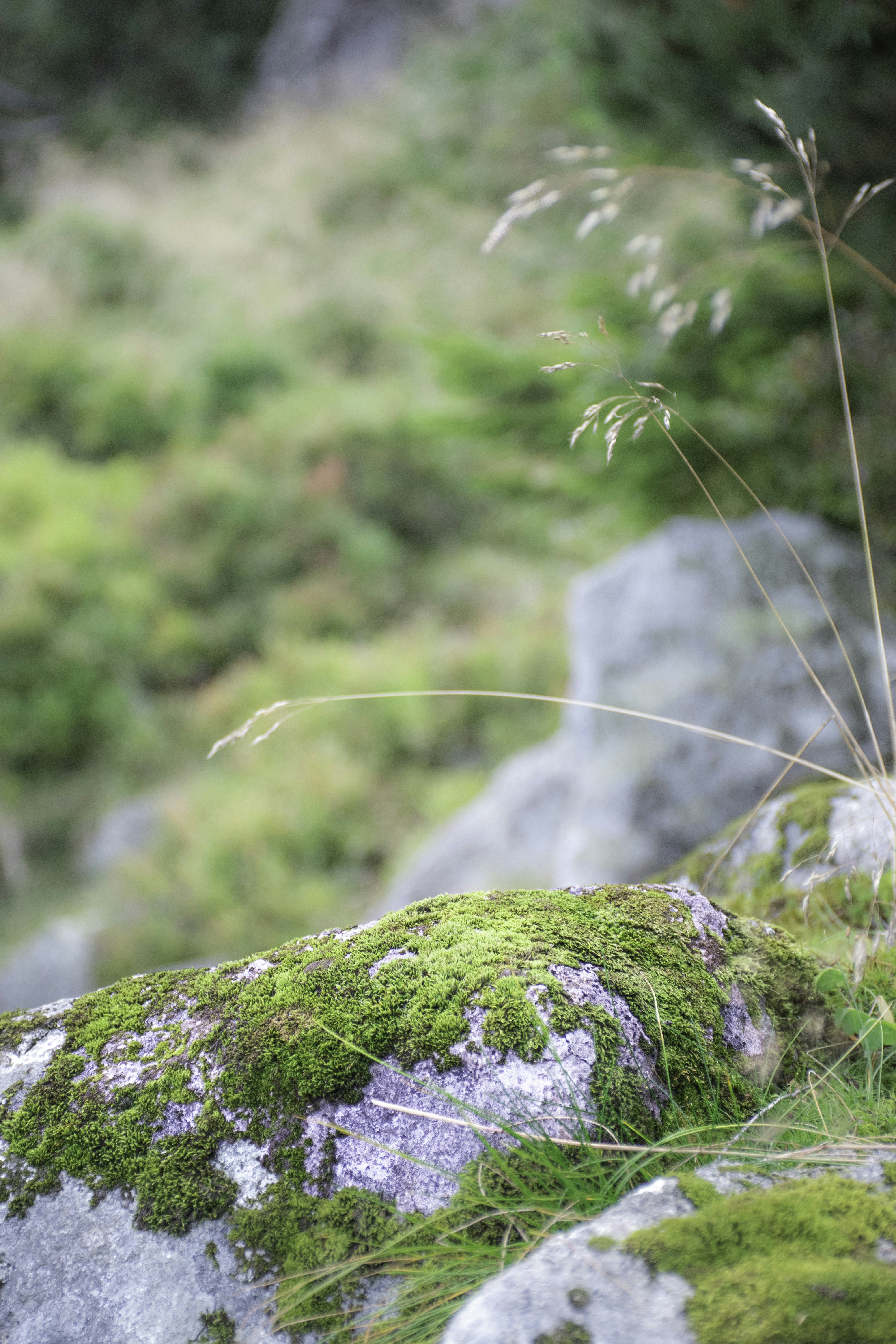 Lichen-clad Rock Awakens from Quiet Forest
