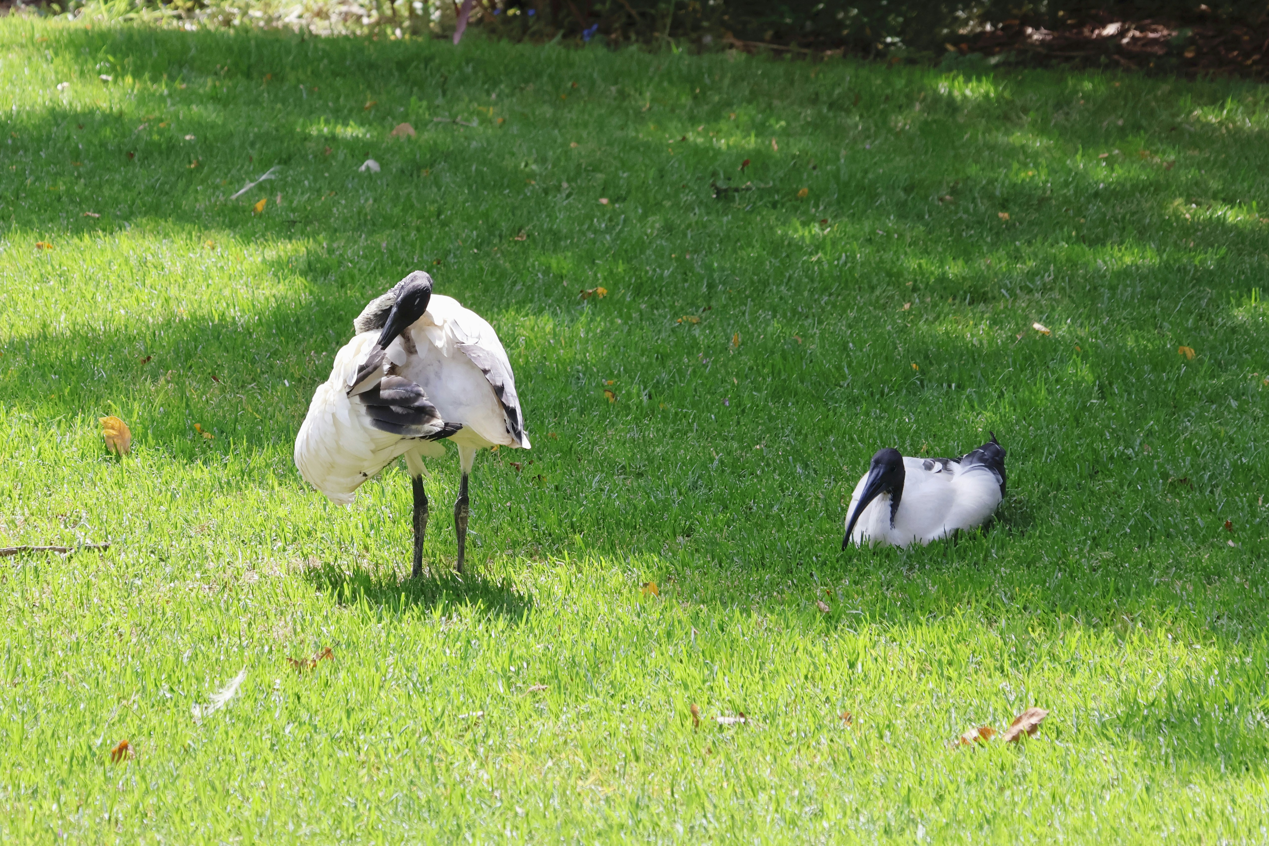 Two Wading Shadows: A Pair Resting in Sunlit Grass