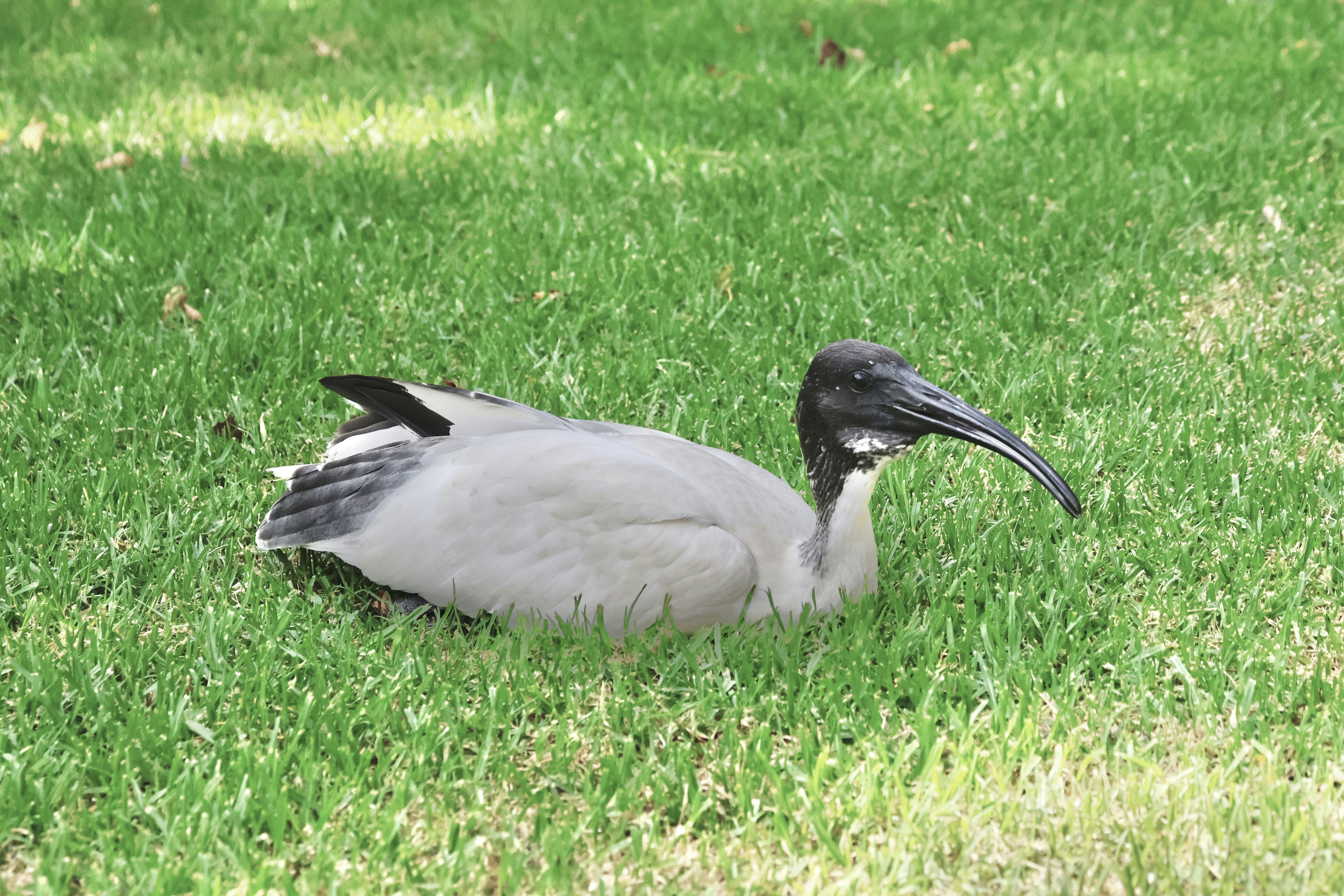 Low-profile ibis with long curved beak resting in sunlit grass