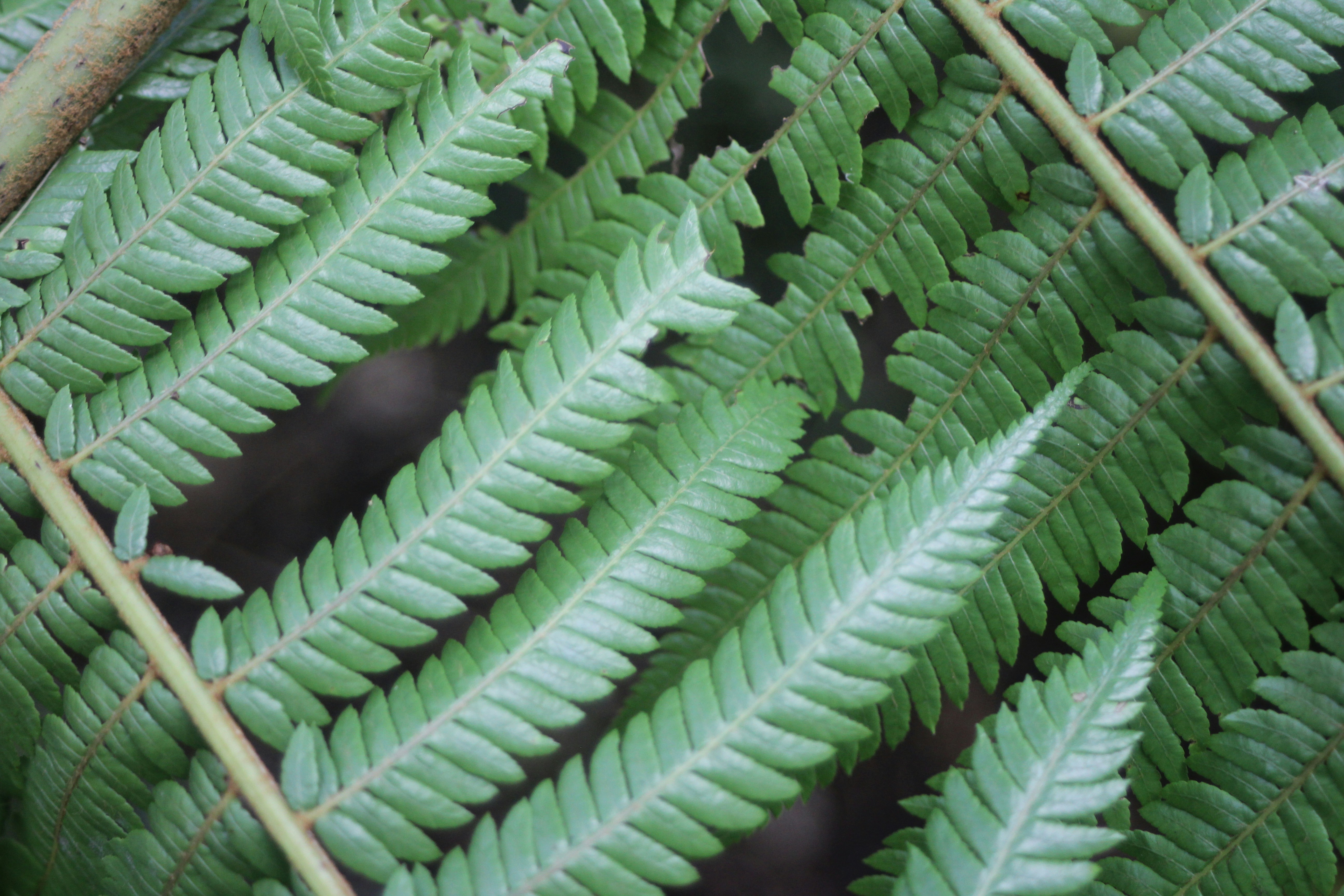 Emerald Veil: Fern Fronds in Focus