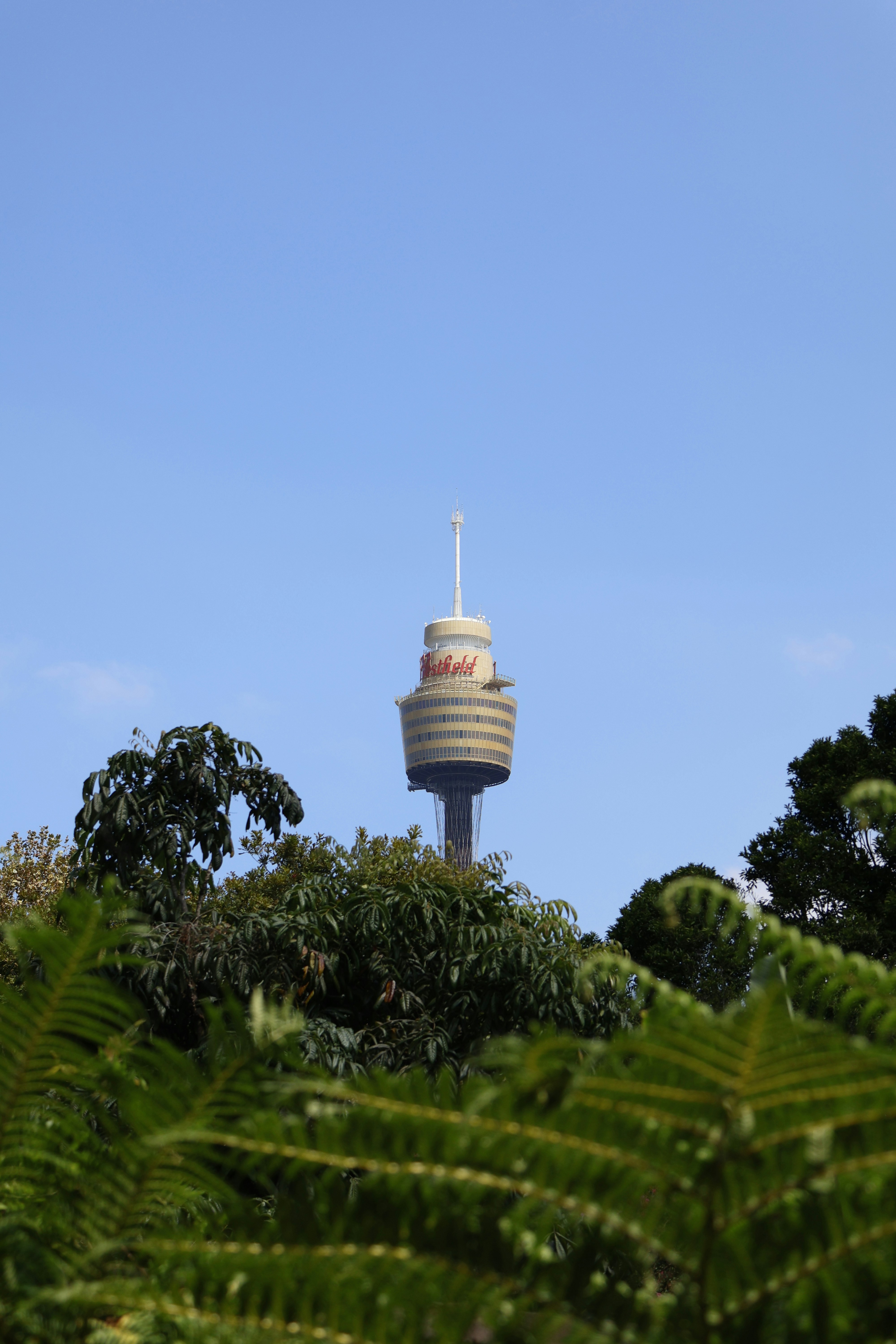 Skyward Spire: The Telescoping Tower Above a Fronded Canopy
