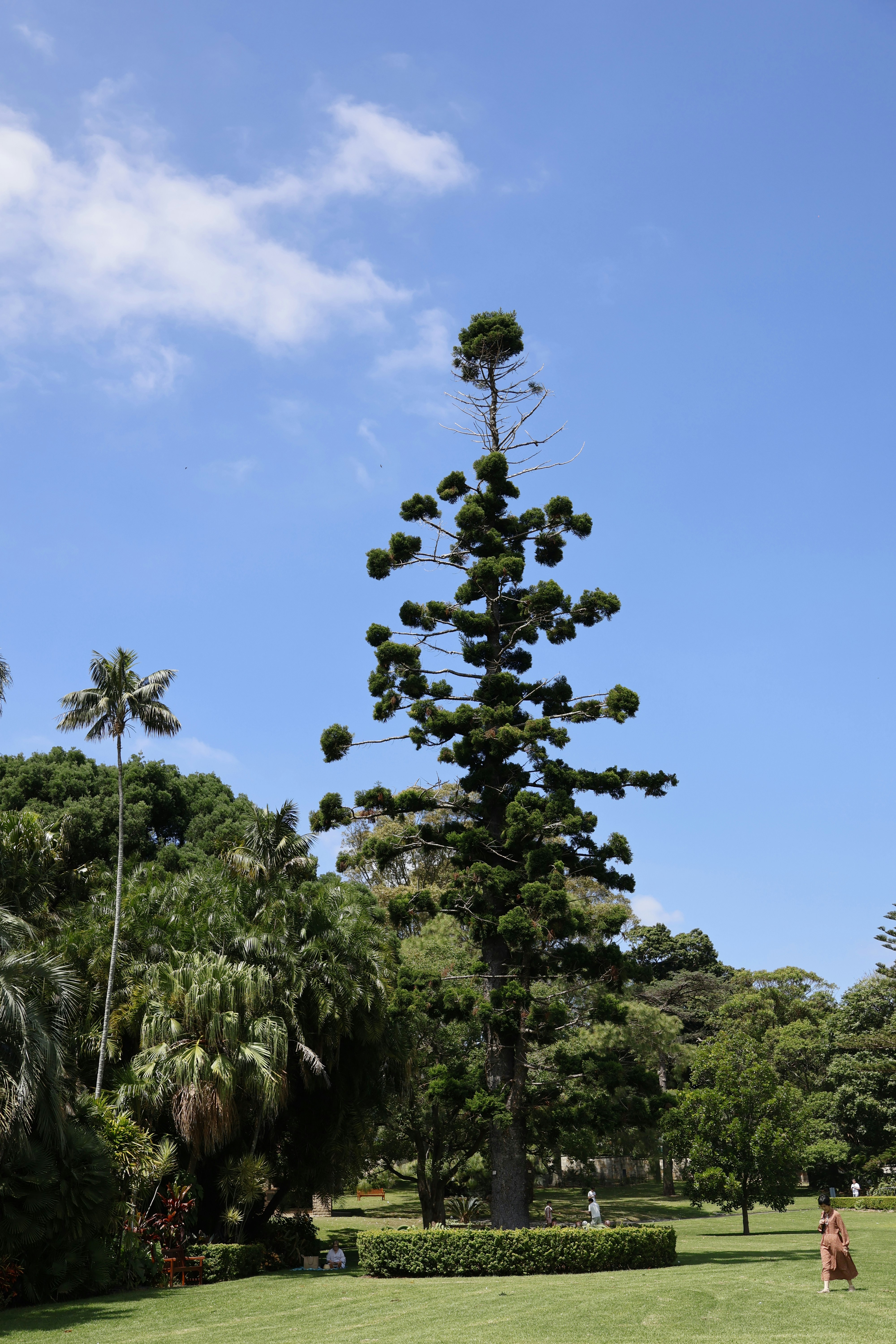 Lonely Crown of Pine amid a tropical park