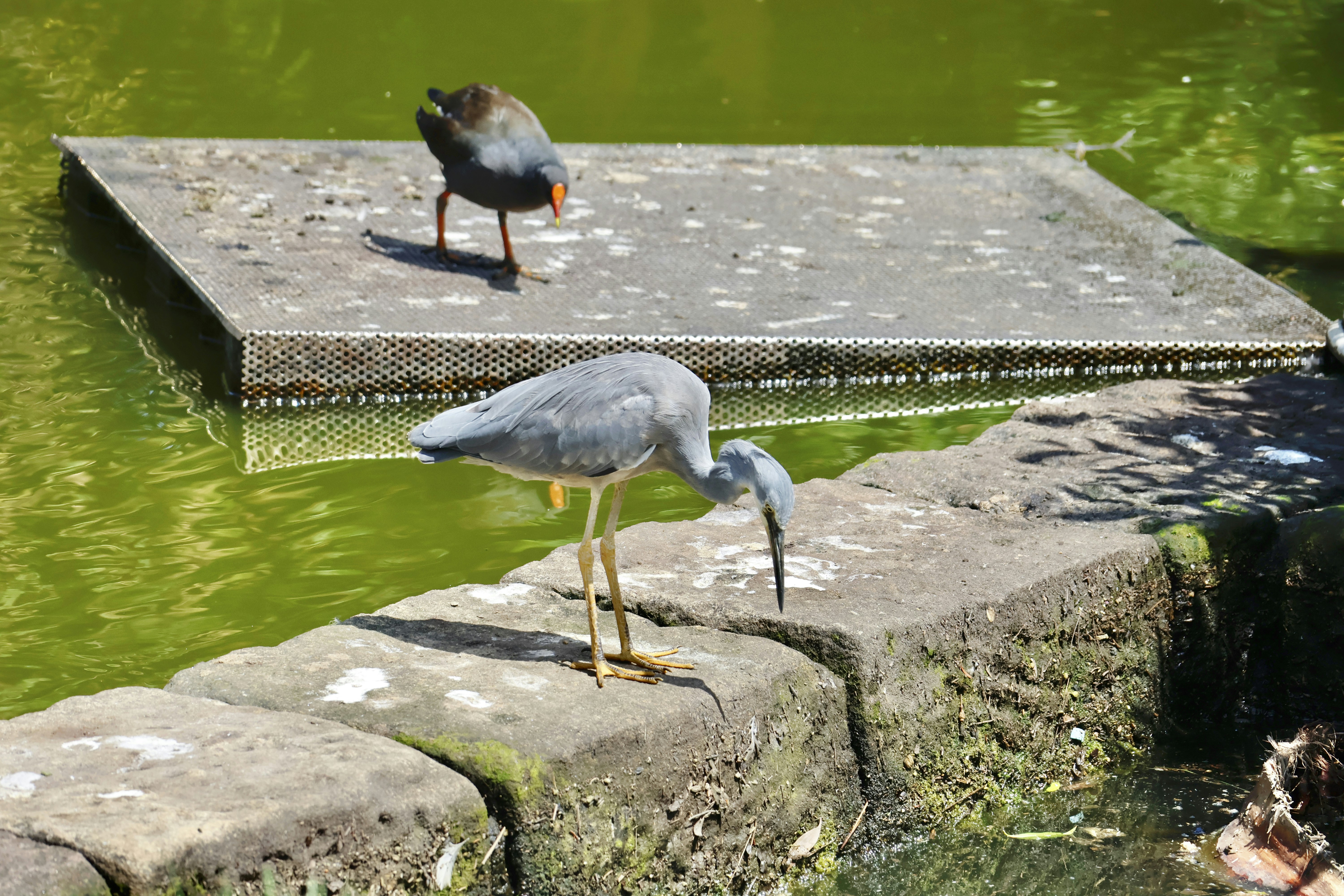 Two Birds, a Sunlit Pond: Quiet Platforms and Perched Leg