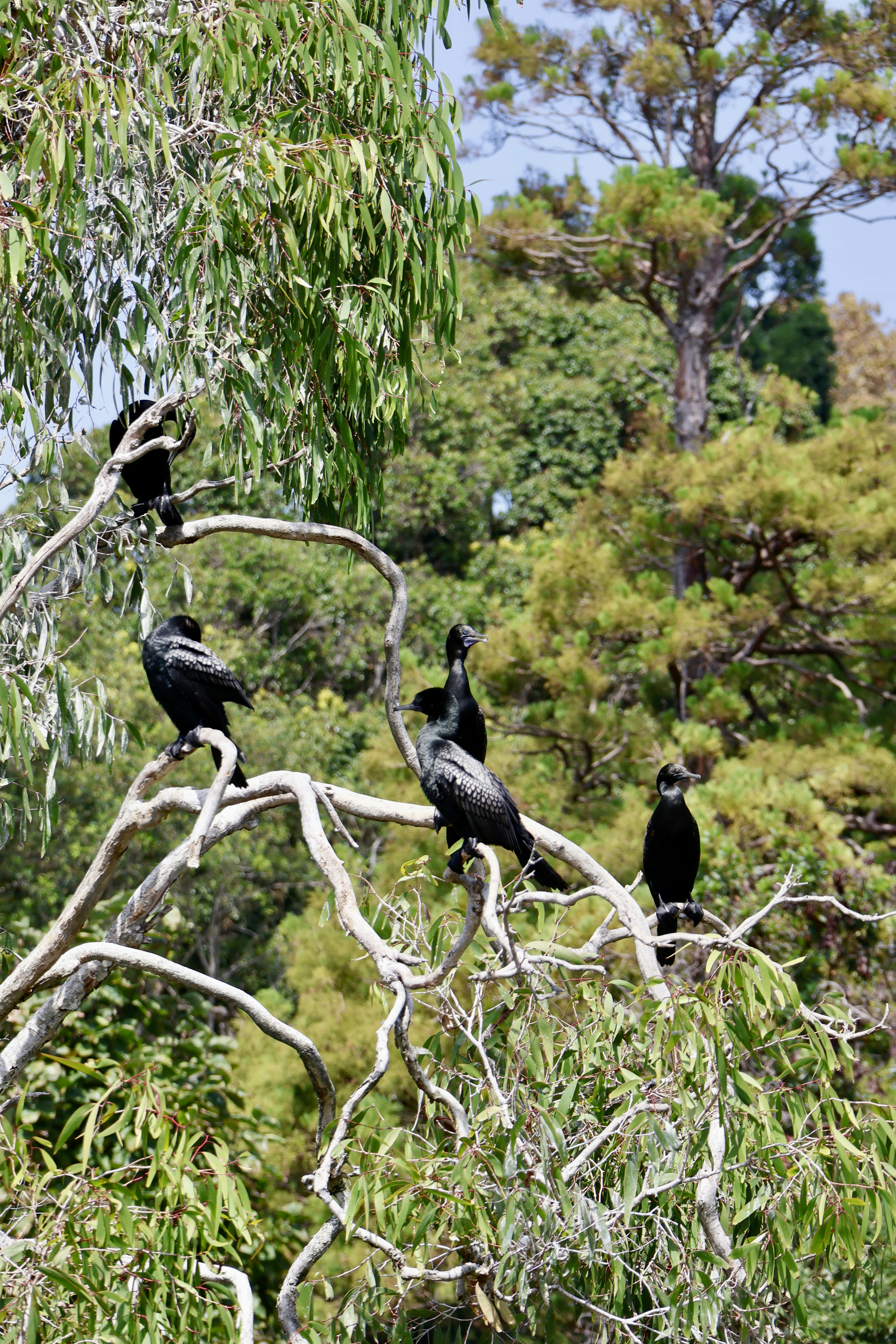 Three Black Crows on a Trellis of White Branches