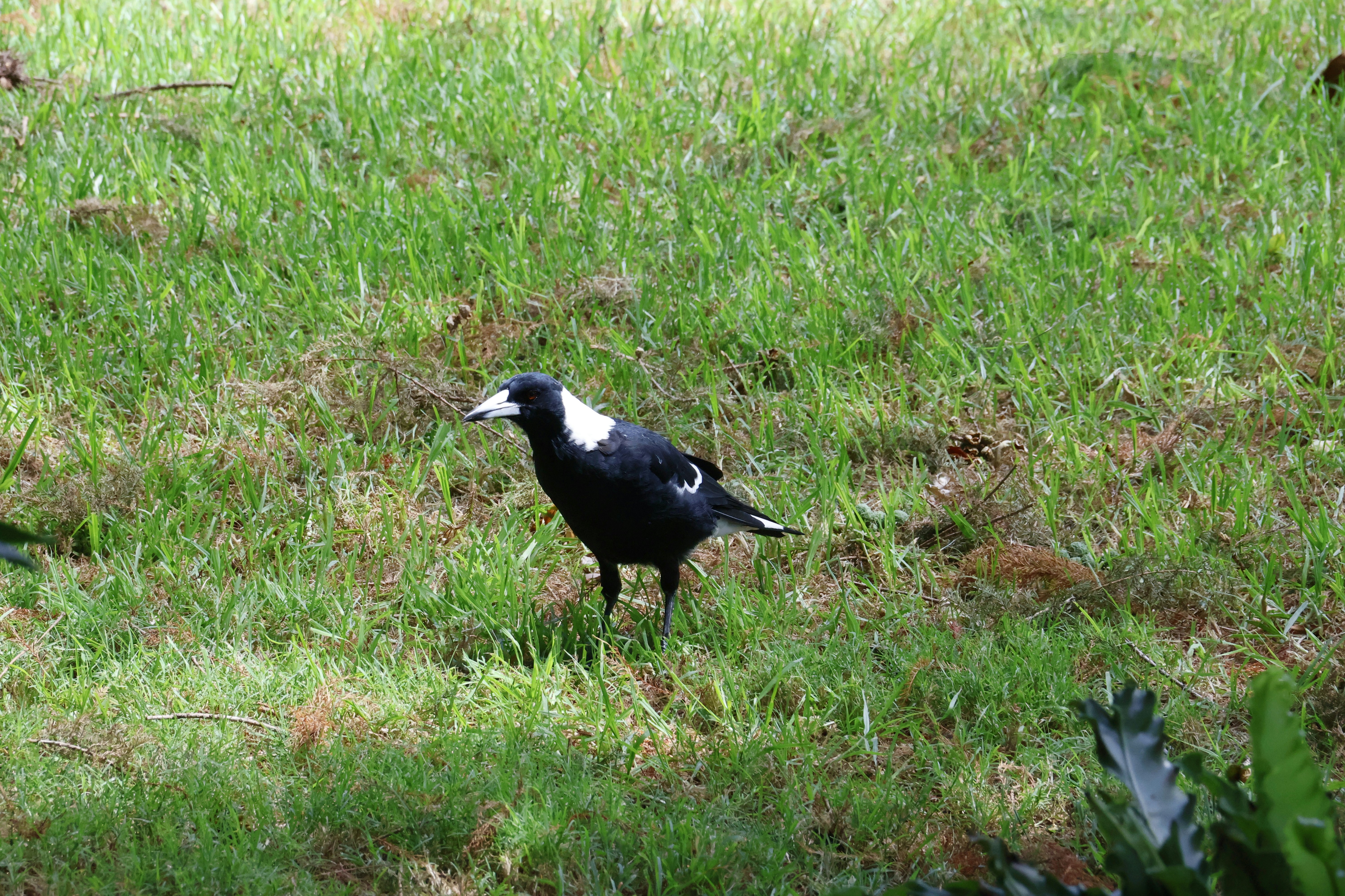 White-breasted Crow at Grassy Patch