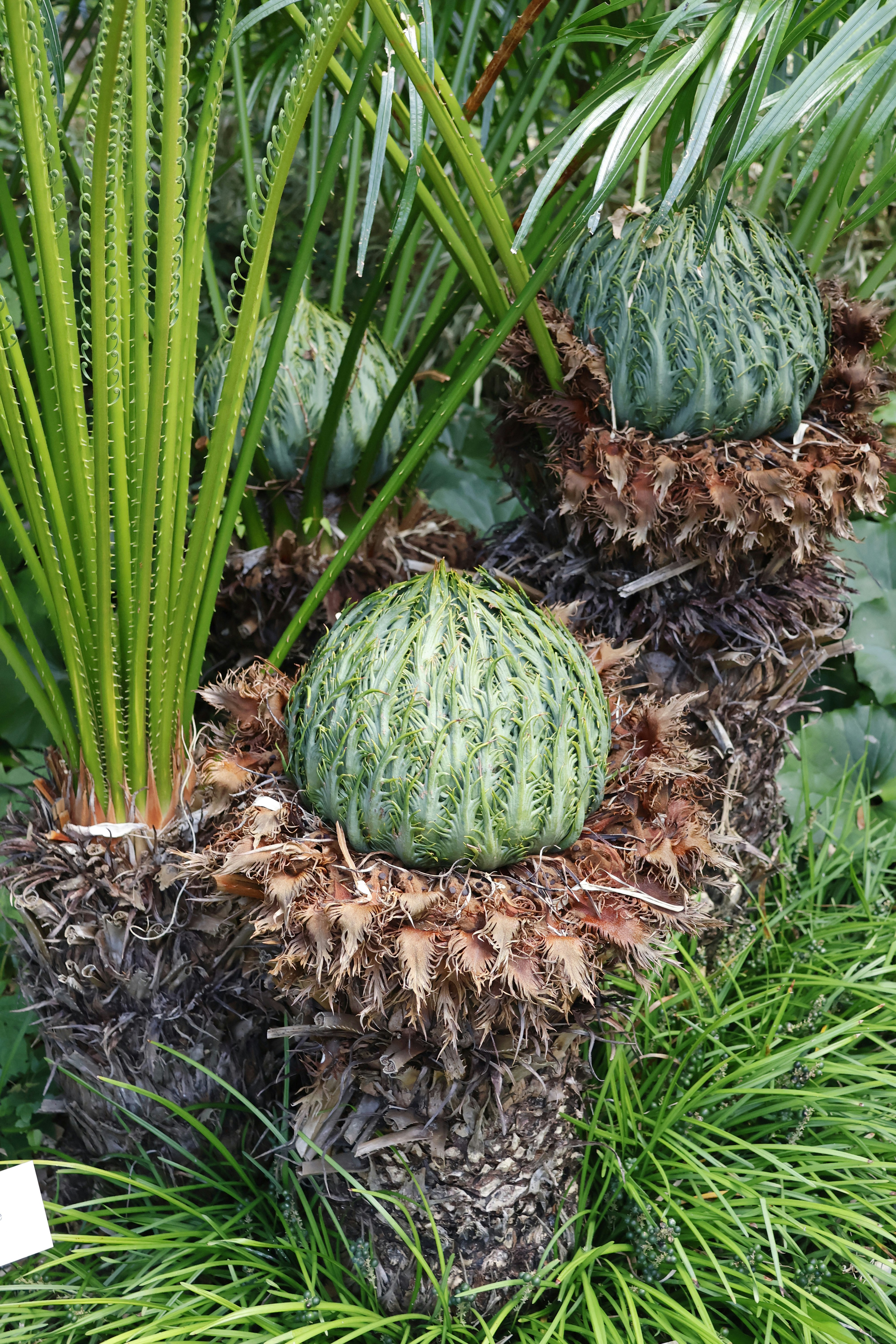 Proud Cacti Crowned by Ferns: A Surreal Garden Moment