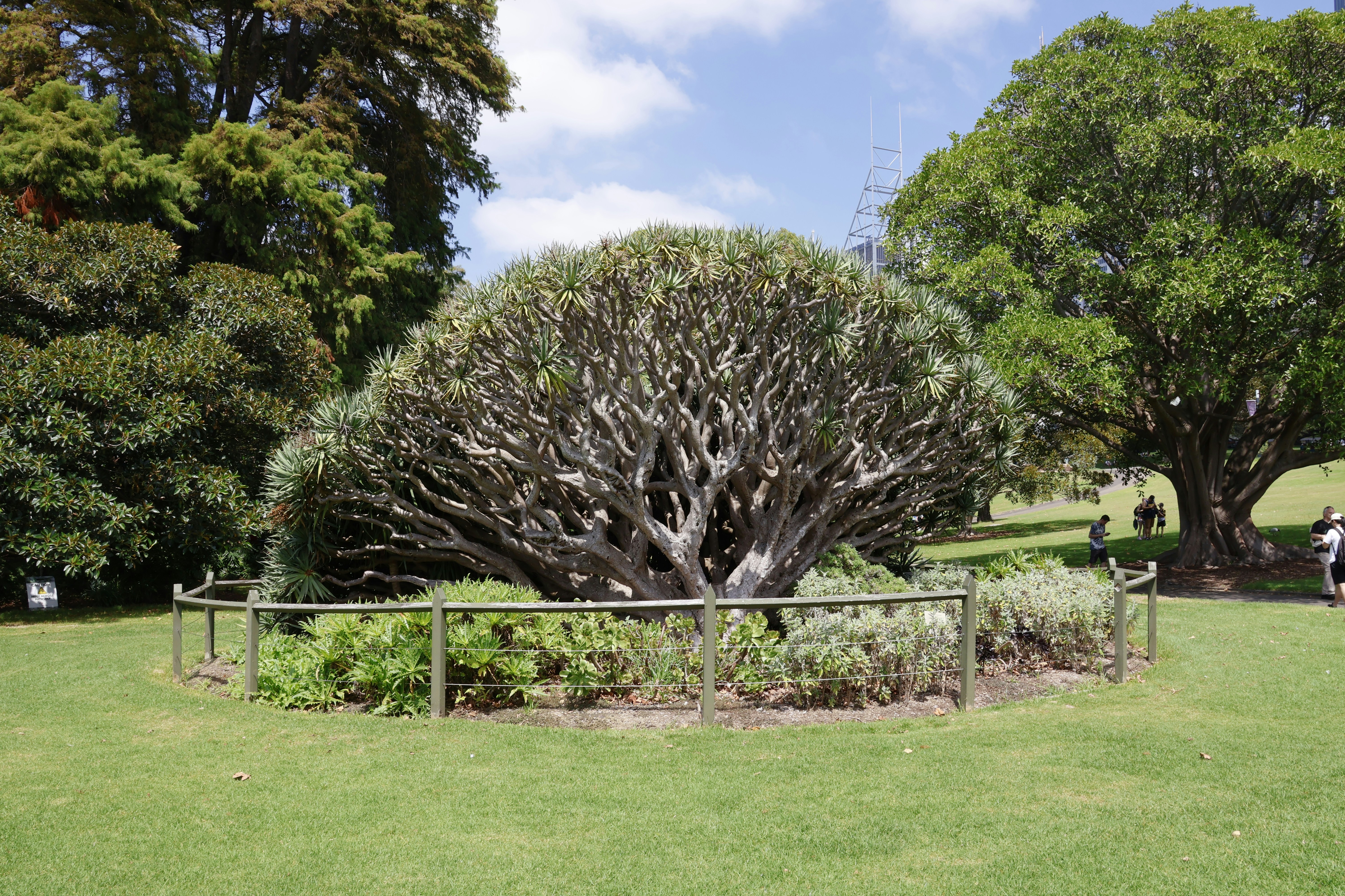 Mandarin-Tree in The Circular Garden