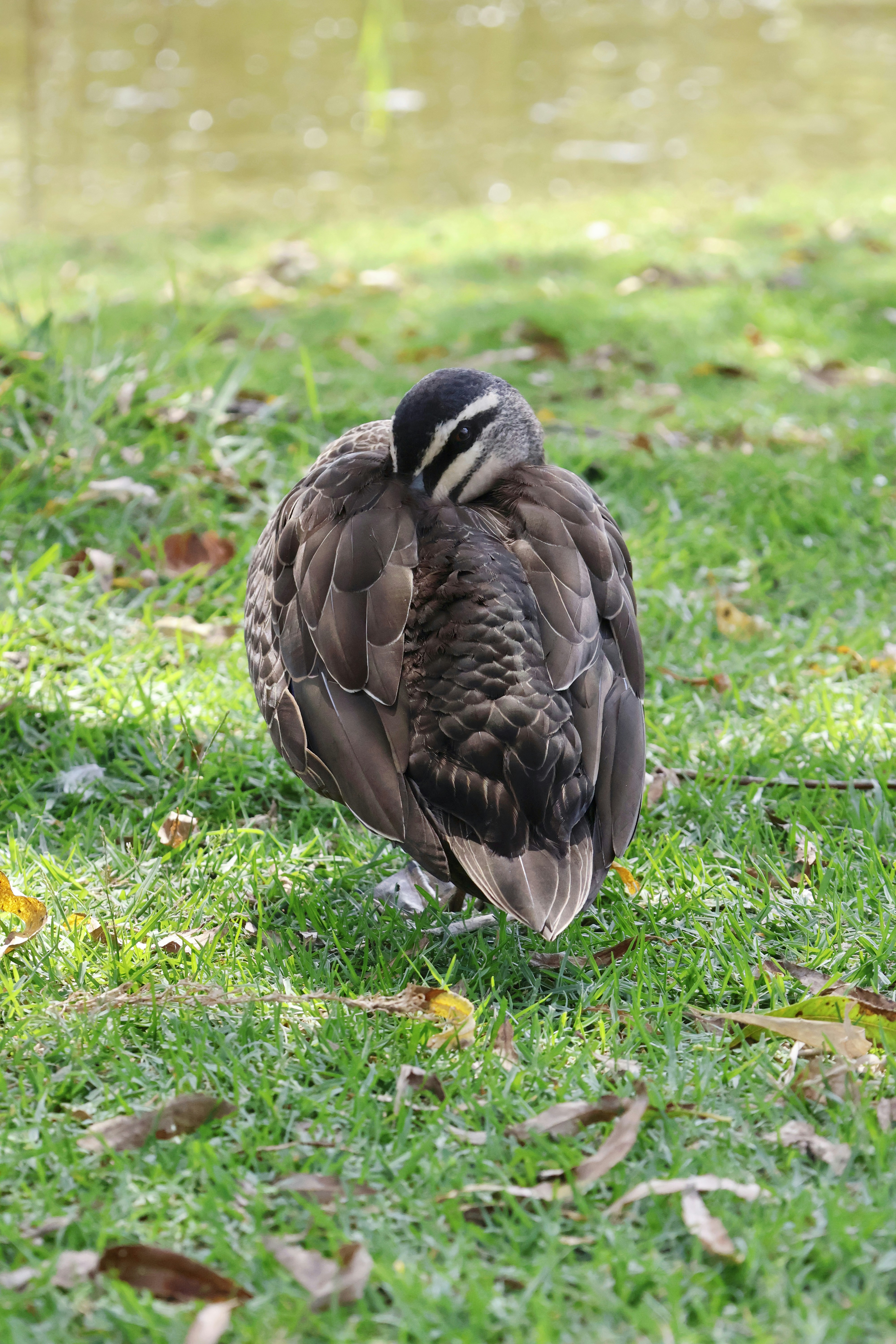 Cozy Hen in the Grassy Bend