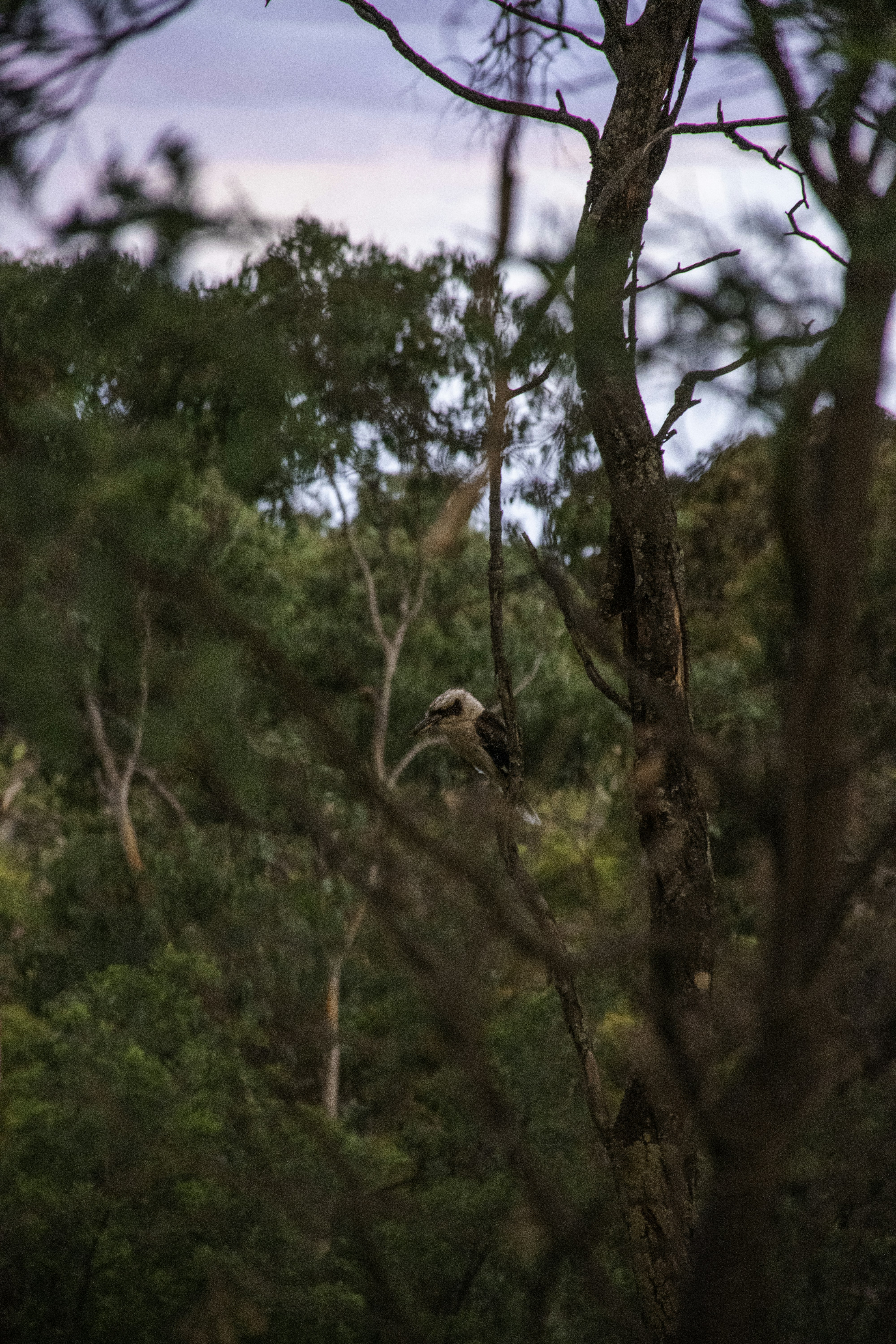 Hidden Osprey Amid the Pines at Dusk