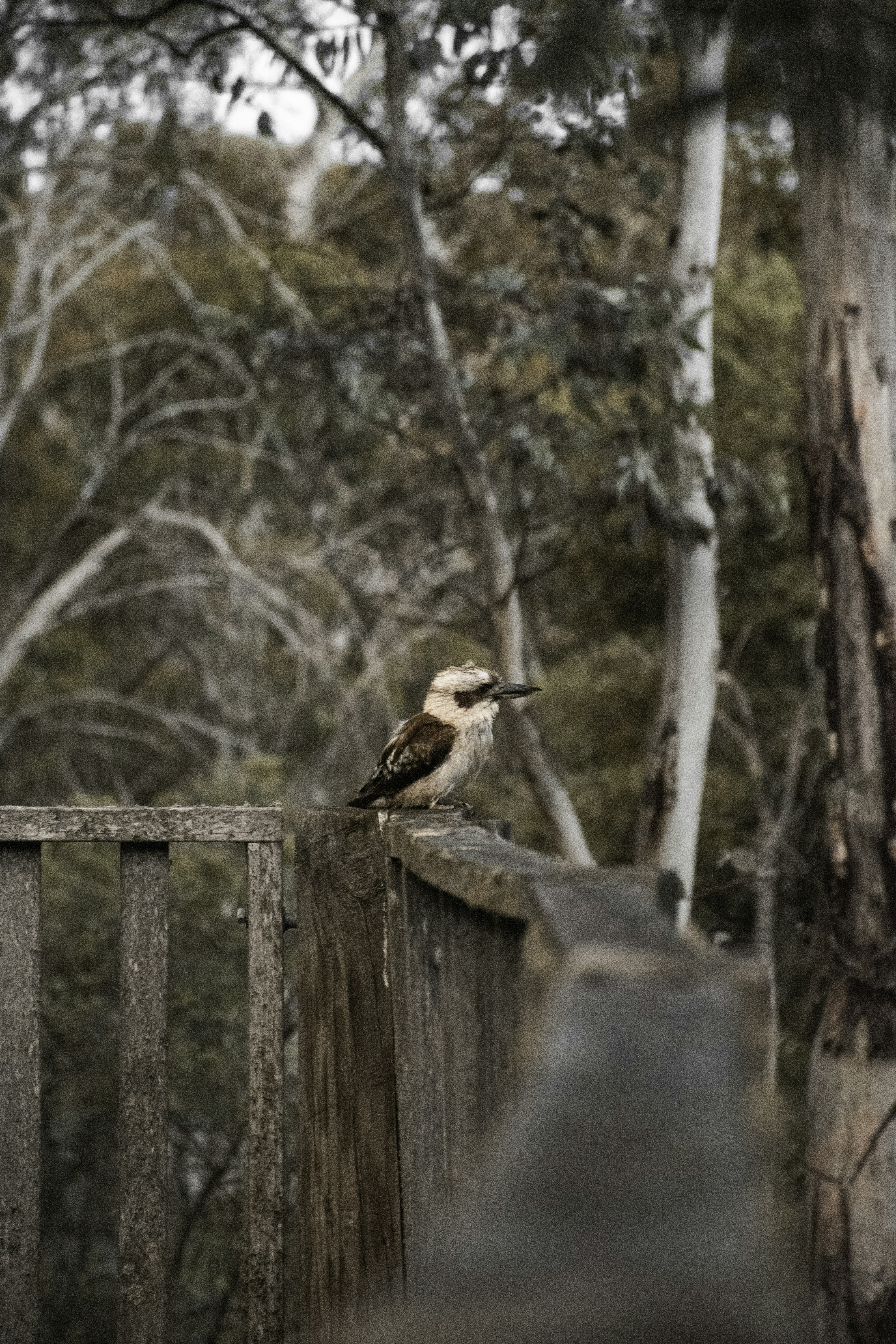 Coastal Perch: A Kookaburra Guardian on a Weathered Rail