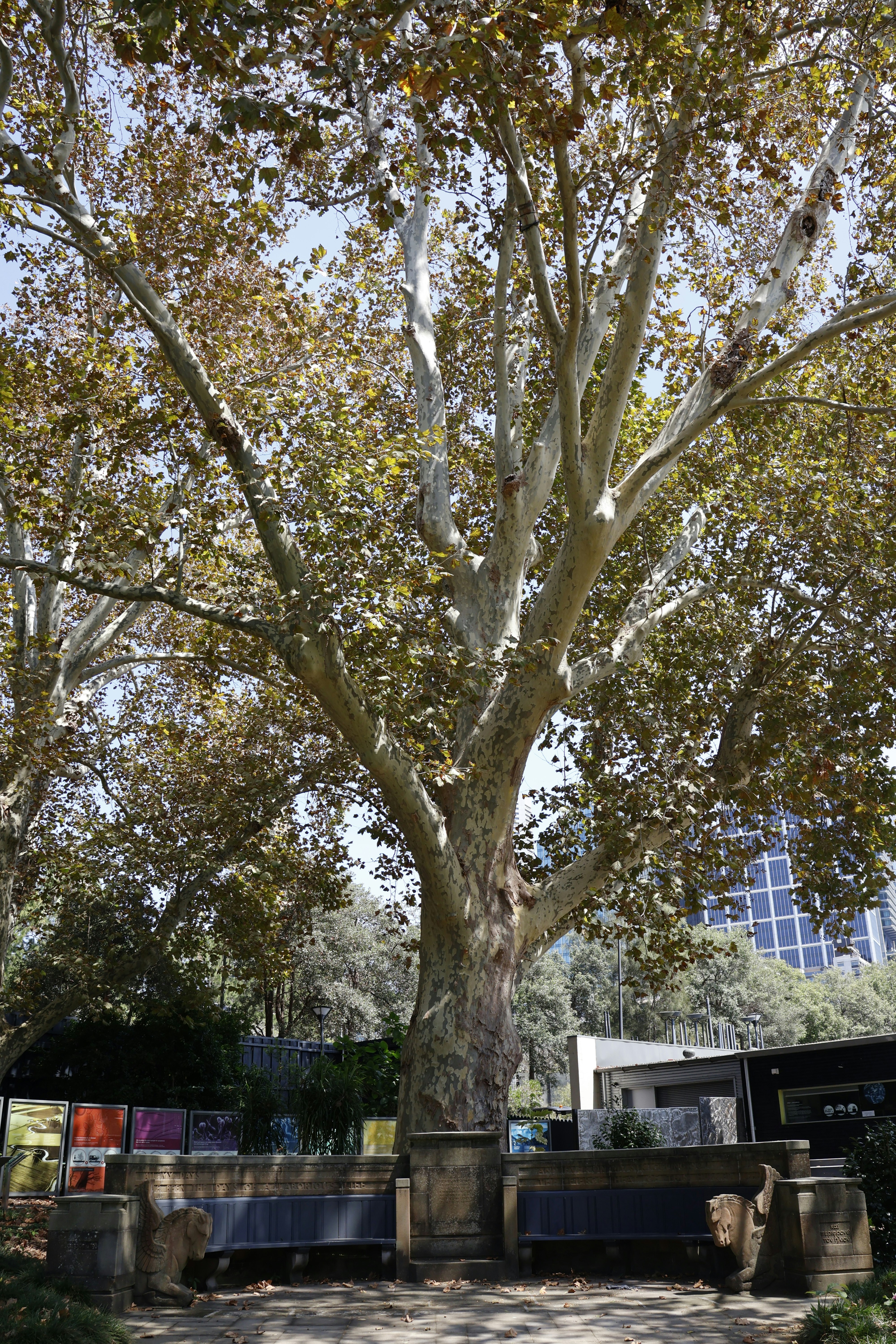 Majestic Urban Canopy: A Tree Reigning Over the Plaza