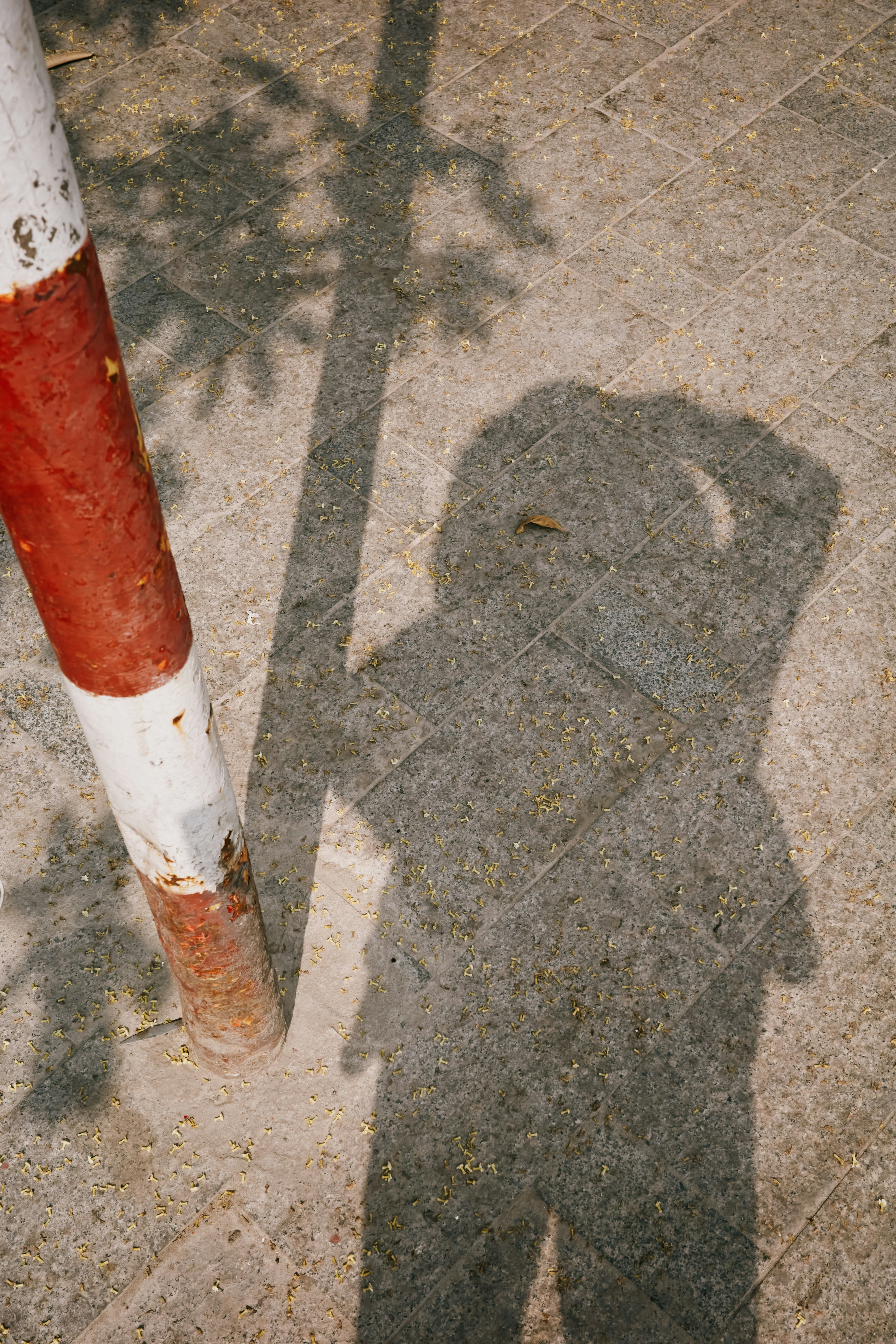 Shadow Portrait on a Dappled Concrete Walkway