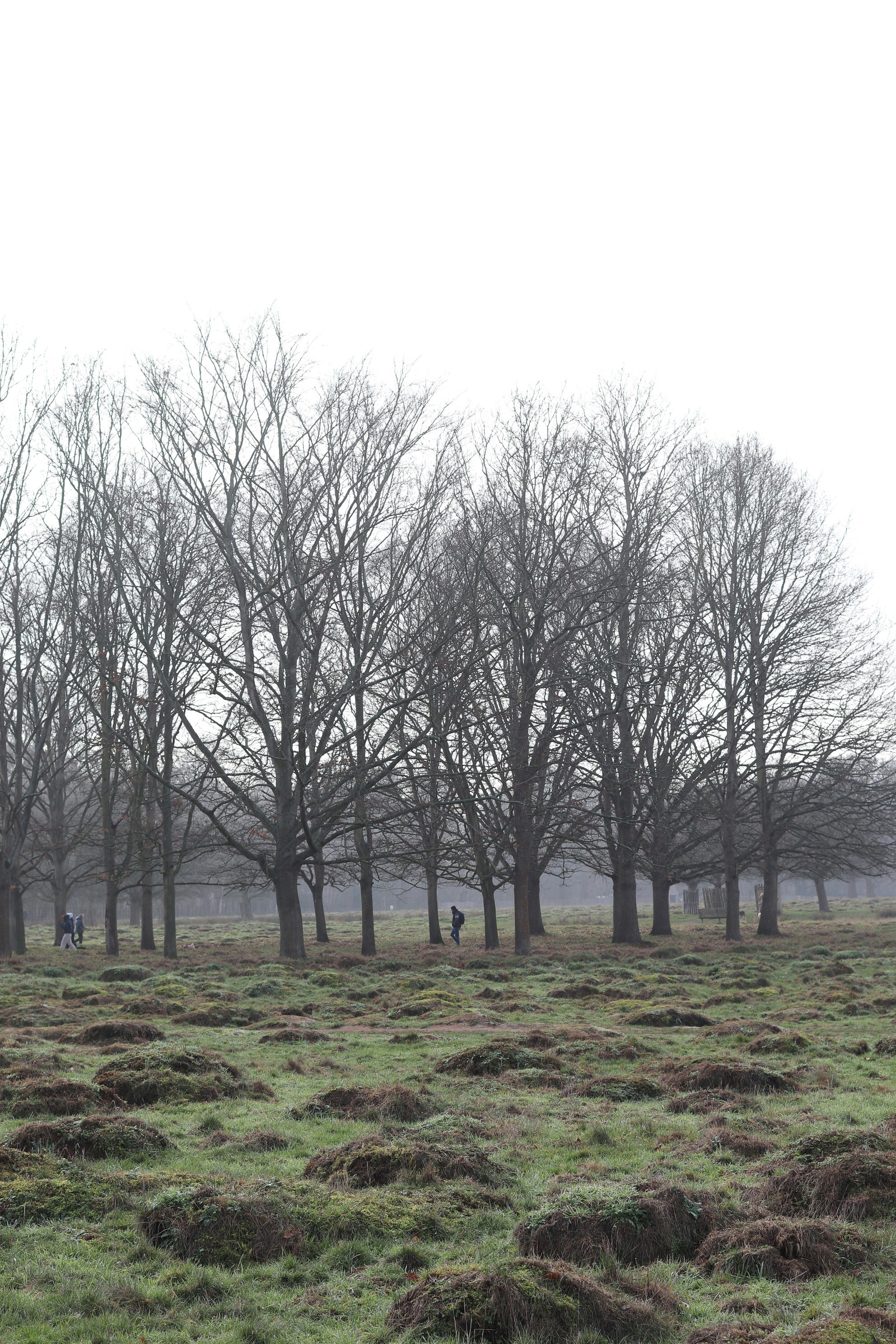 Line of bare trees over a field of molehills under a pale sky