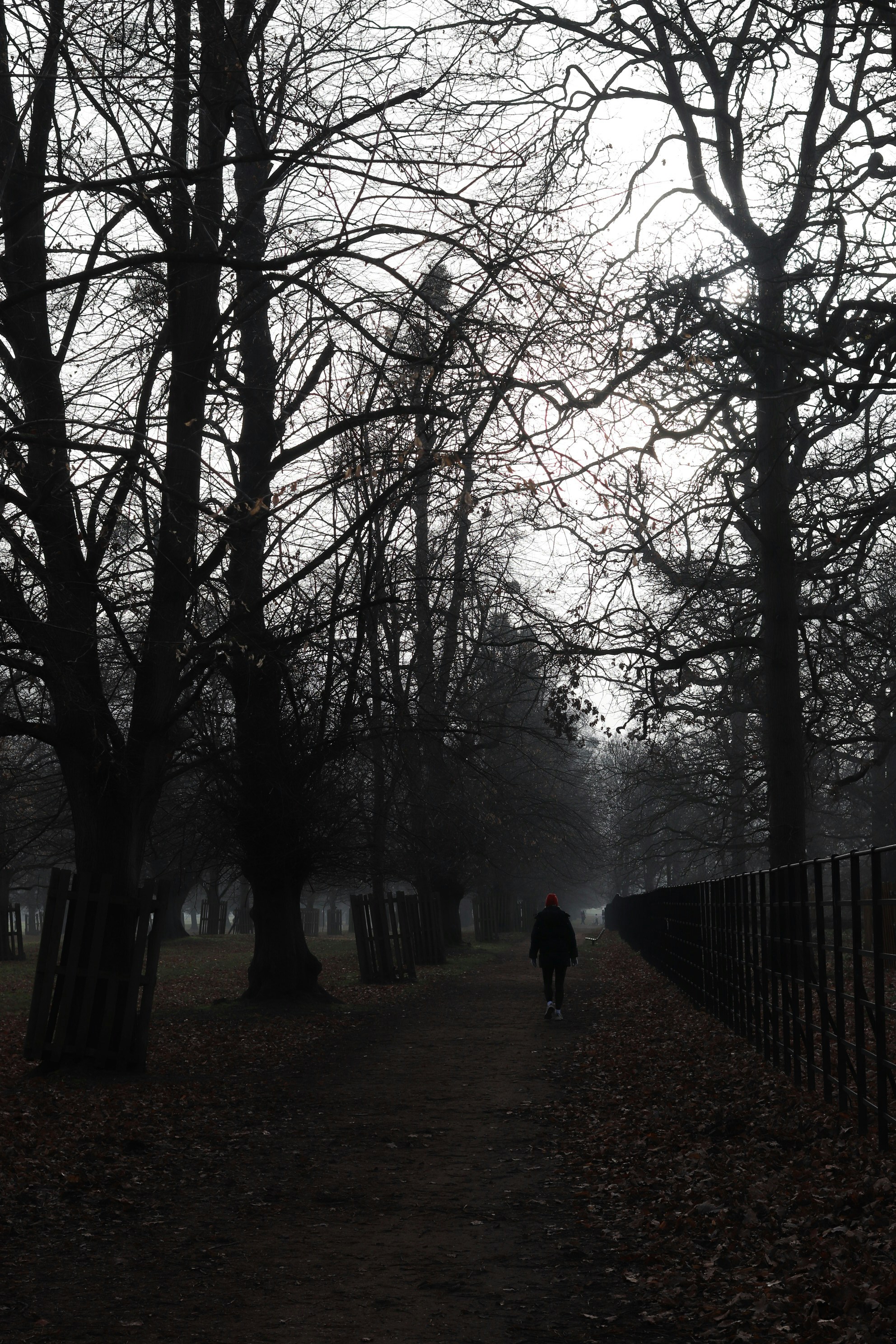 Lonely Path Through the Winter Arboretum