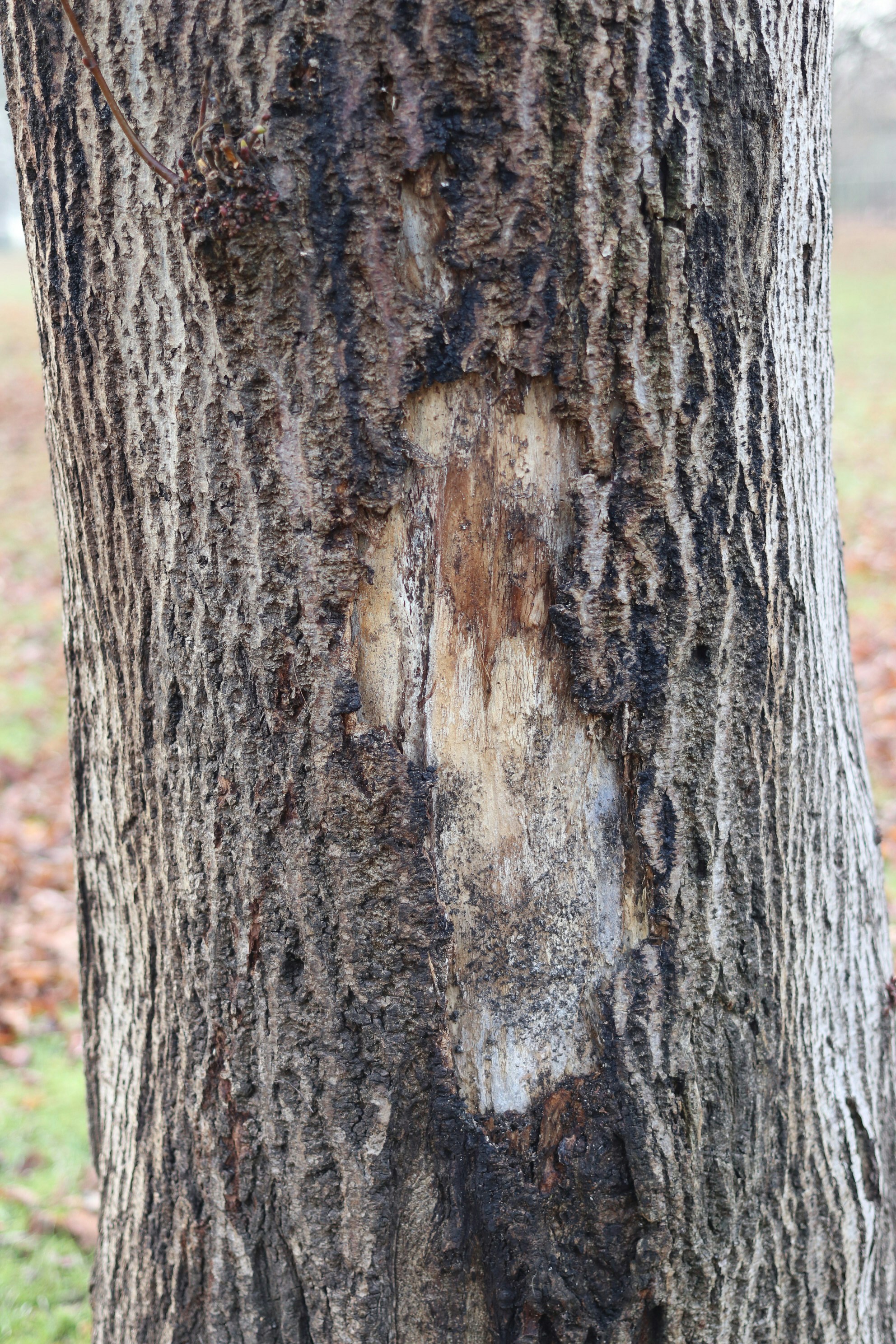 Bark Texture Portrait: Weathered Tree with Deep Grooves