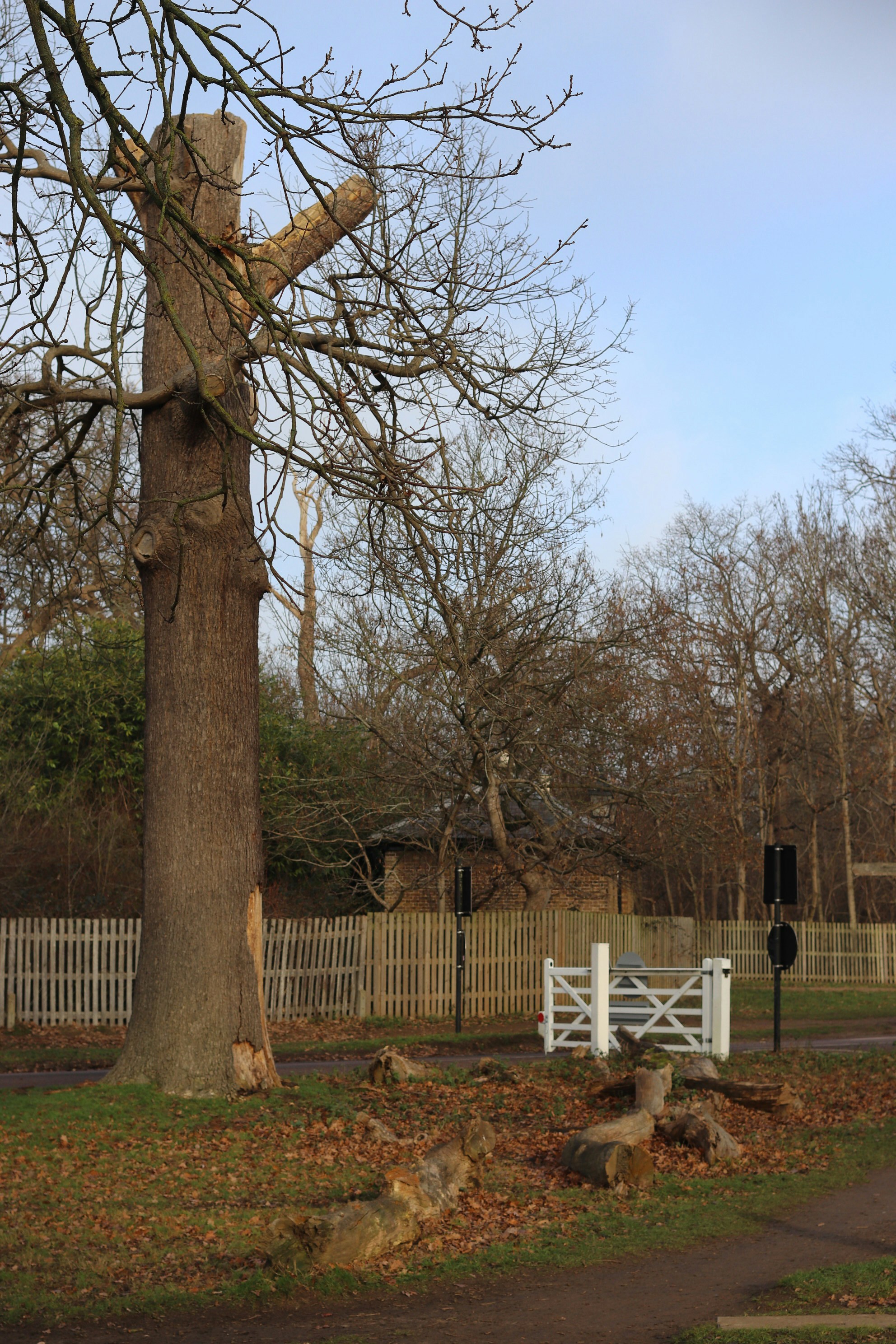 Pruned Sentinel: A Quiet Park Stair toward Spring