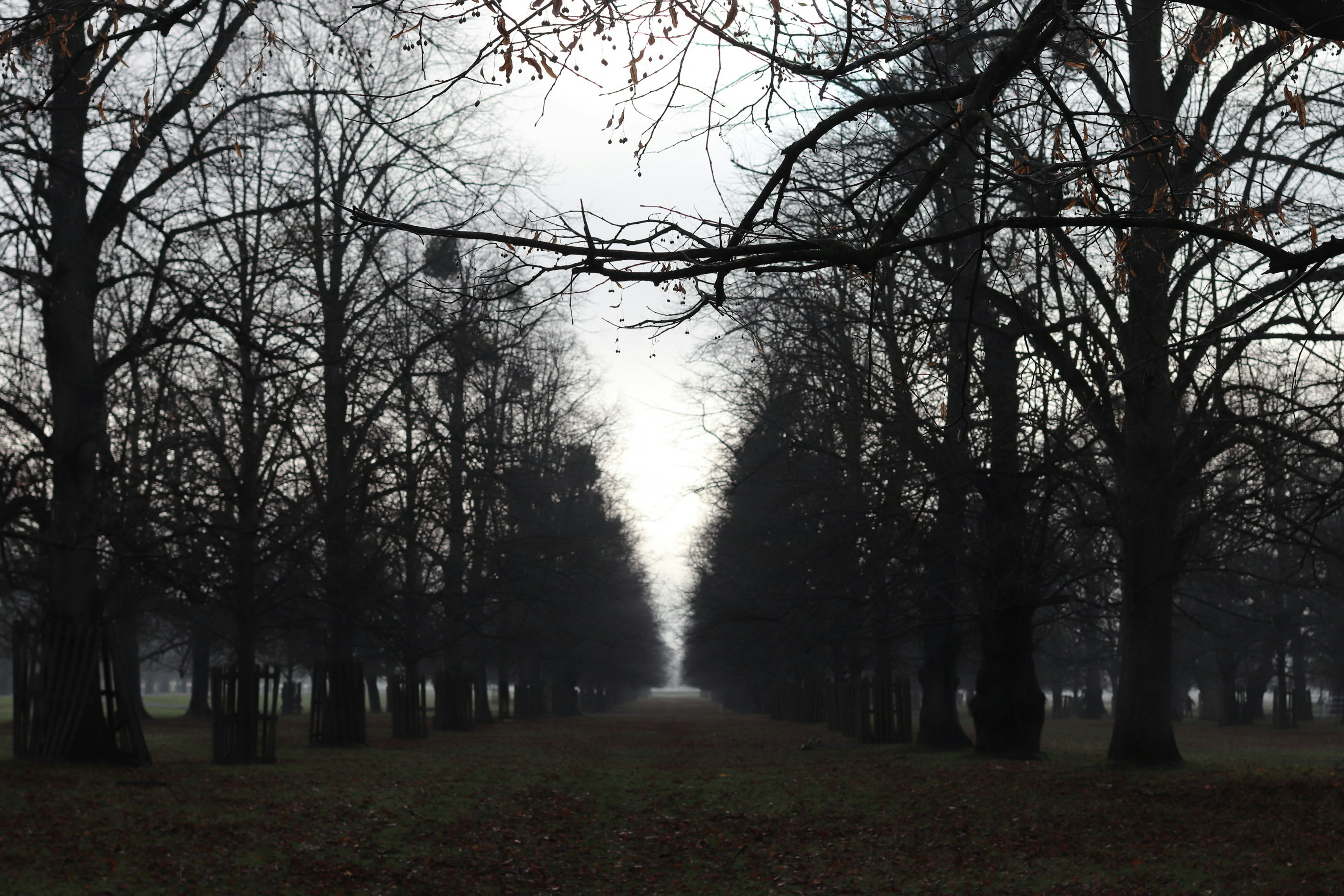 A Long Avenue of Dormant Trees Receding into Mist